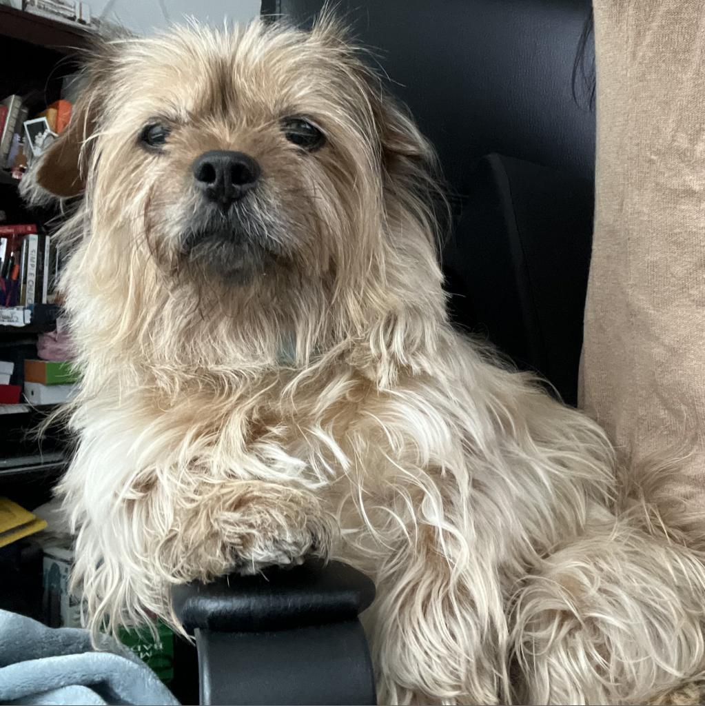 Why does my pet do that? An adoptable companion is waiting for you. Jan ...