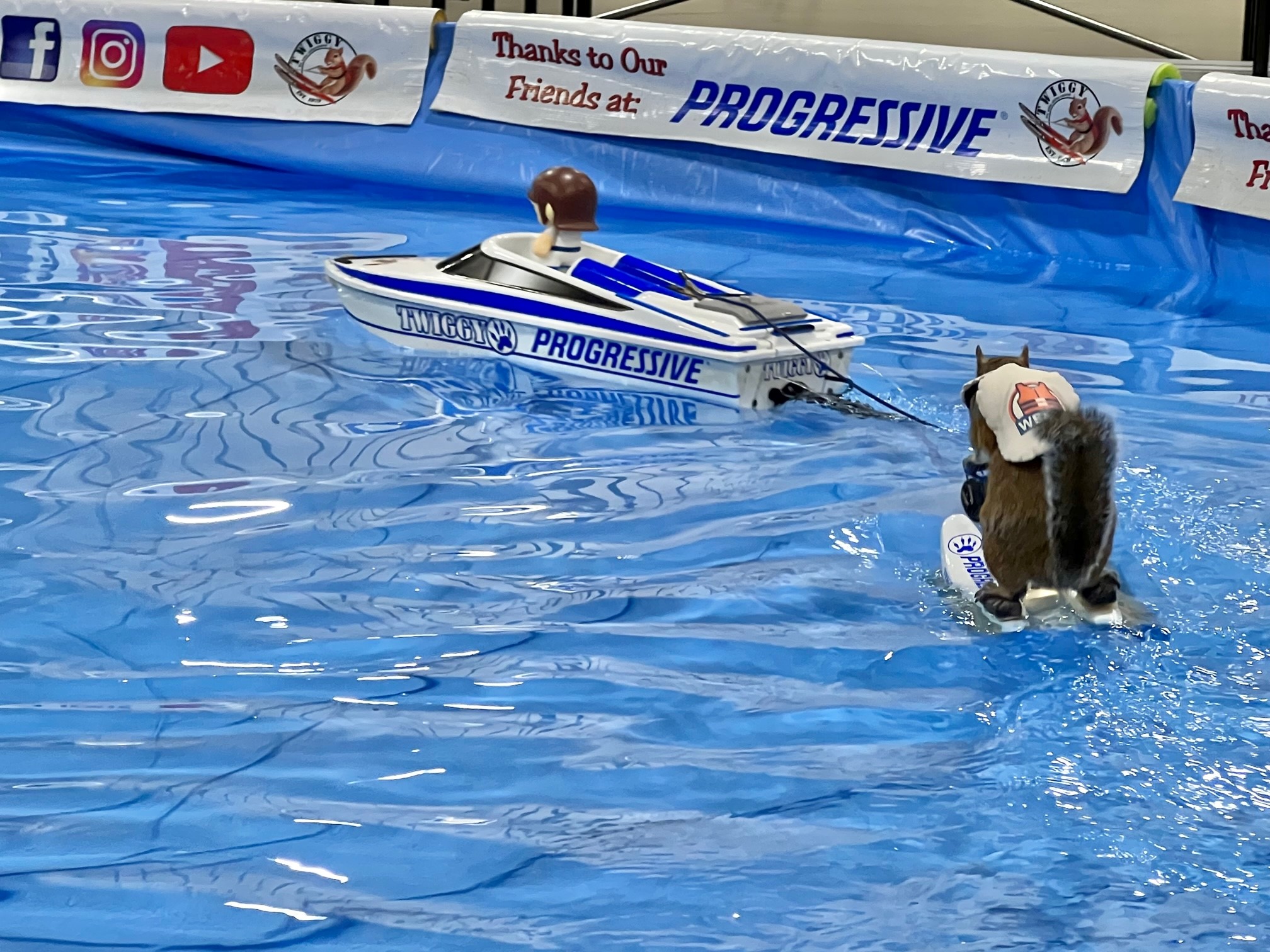 Twiggy The Water Skiing Squirrel - mlive.com