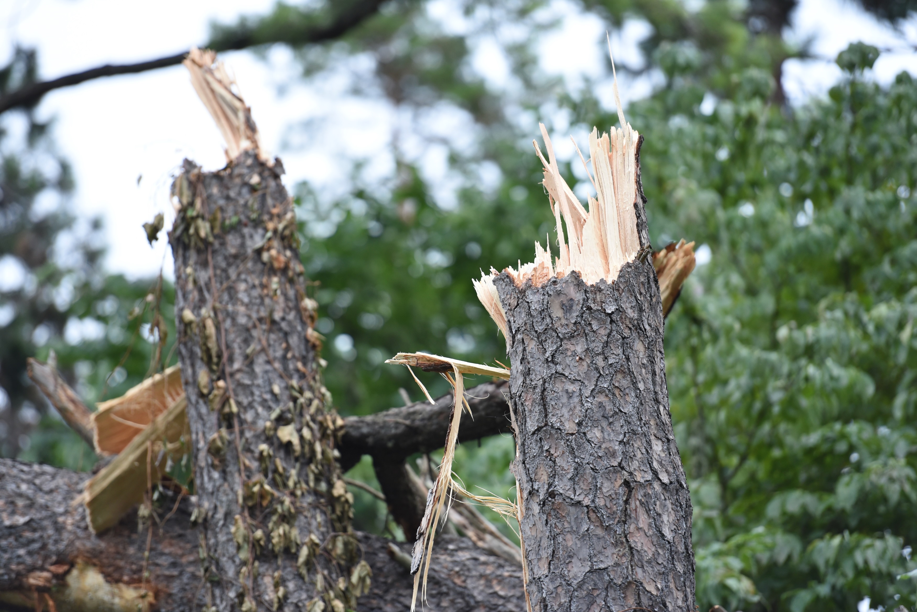 Storm topples trees in Nichols Arboretum in Ann Arbor - mlive.com