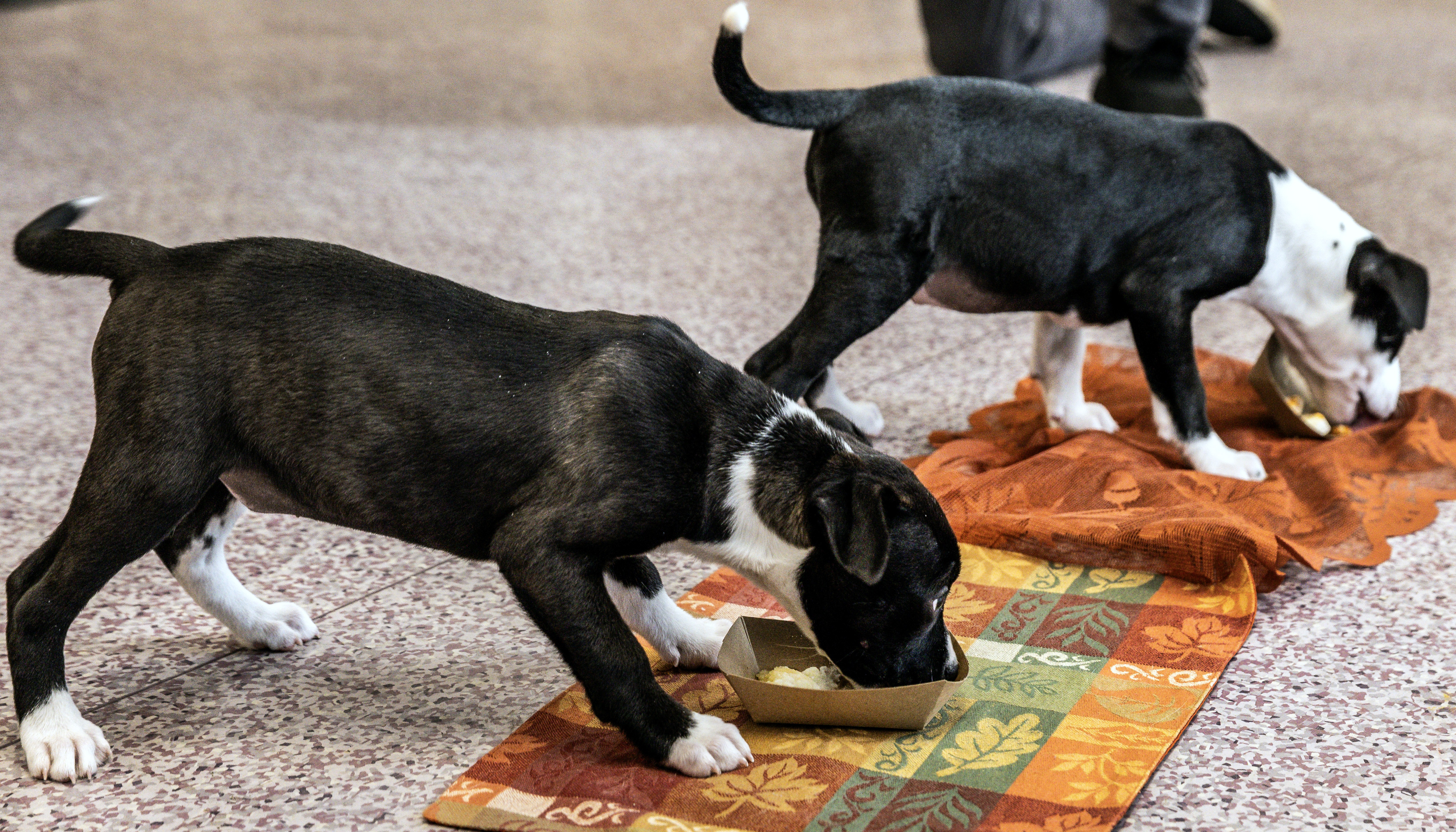 Humane Society of Harrisburg Area Serves Thanksgiving to shelter ...