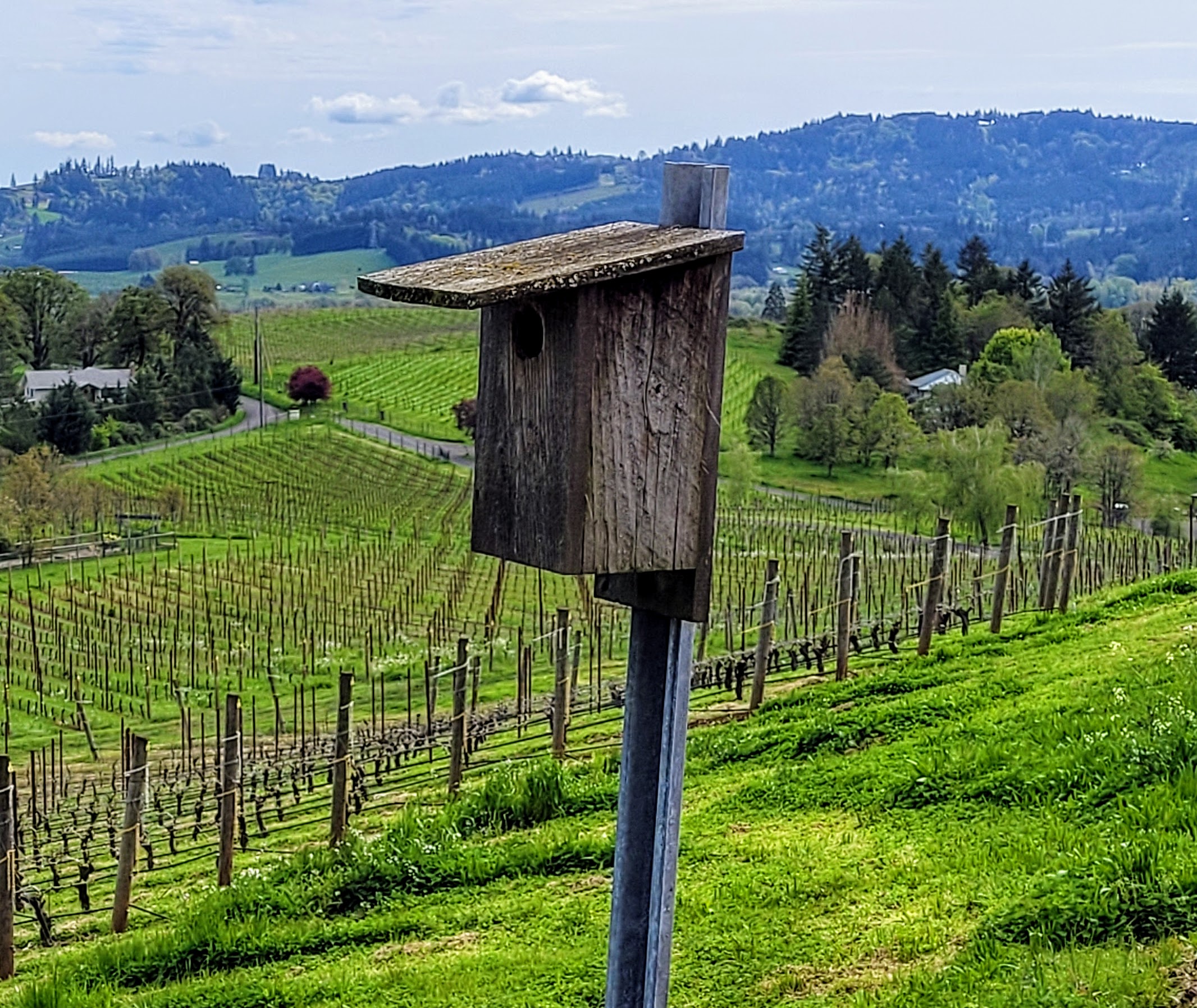 Vidon Vineyard has a new name - oregonlive.com