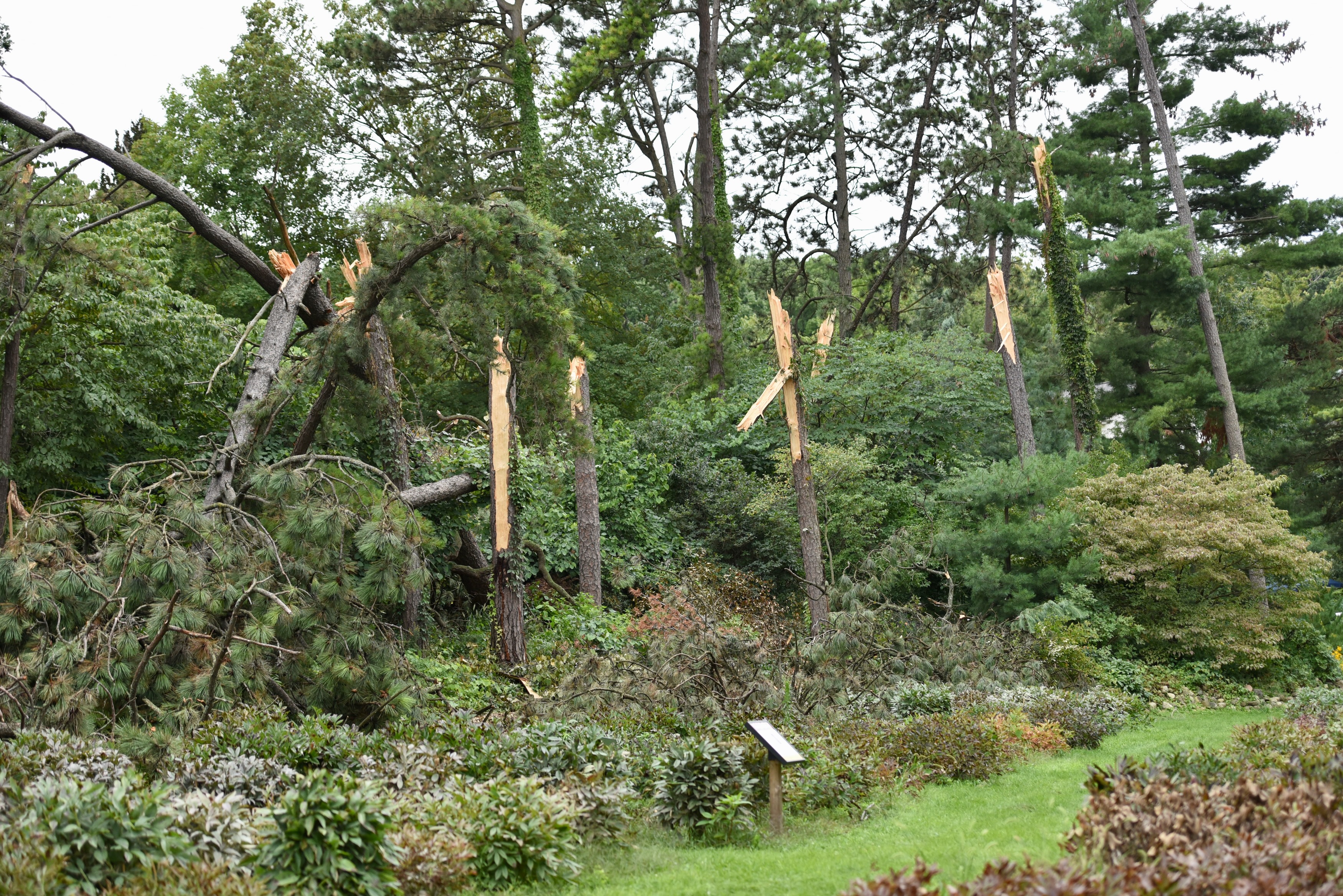 Storm topples trees in Nichols Arboretum in Ann Arbor - mlive.com