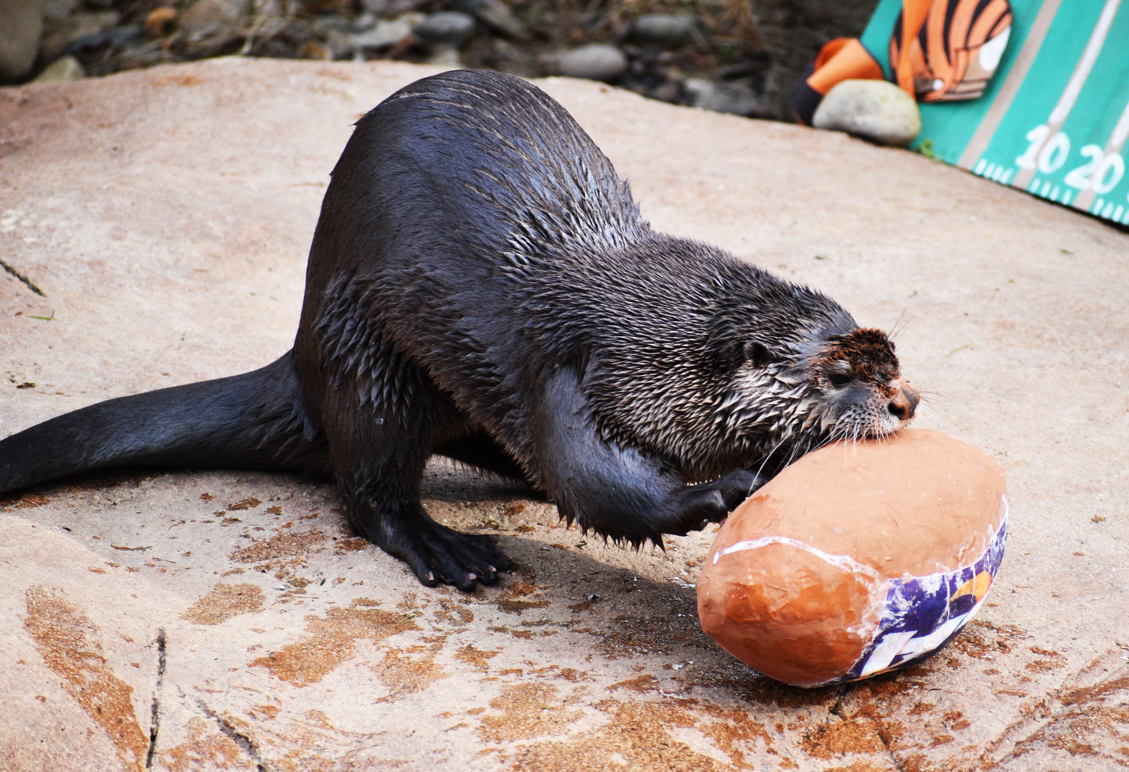 See who Luani the Lehigh Valley otter picked to win the Super Bowl ...