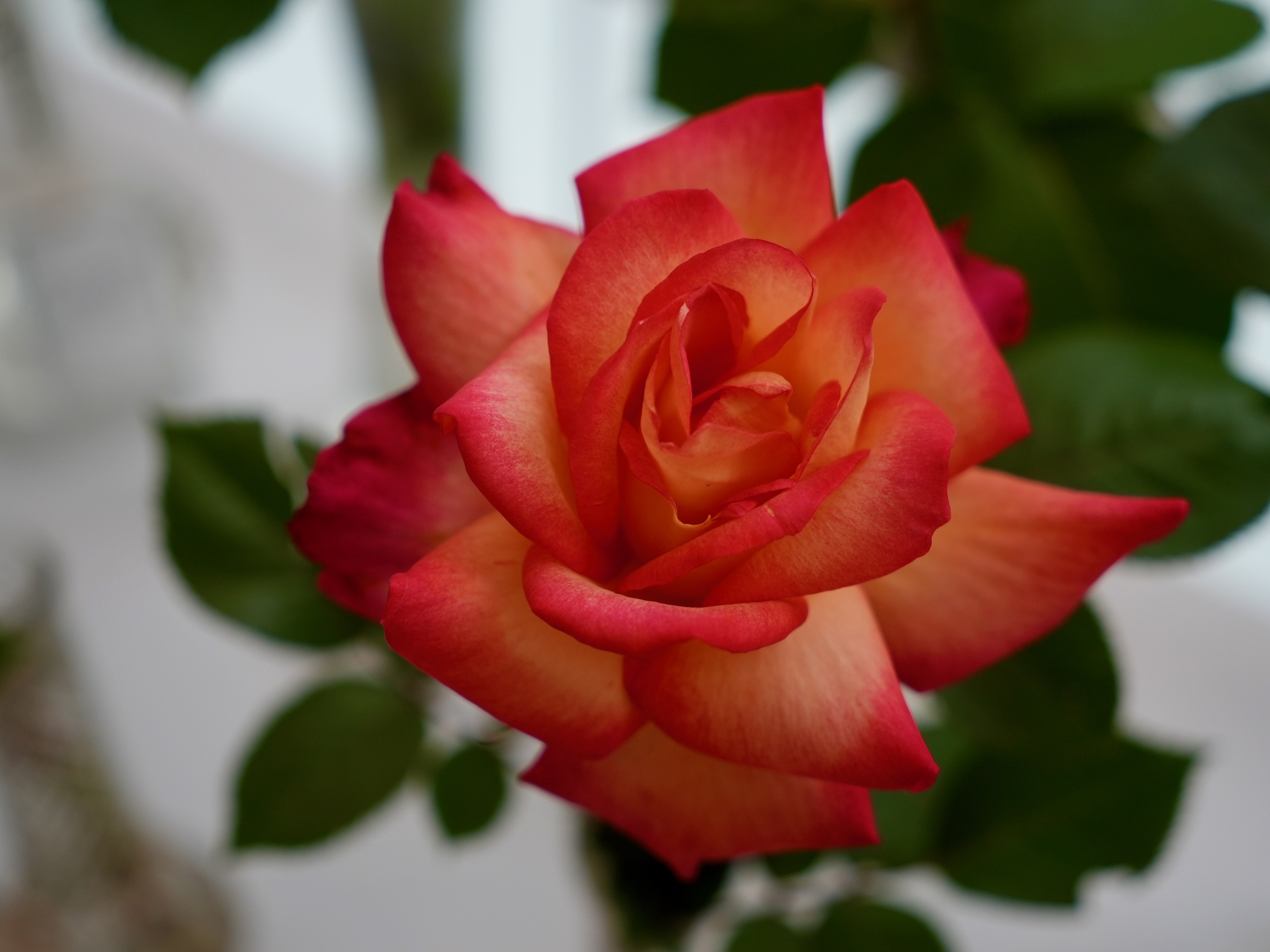 2022 Spring Rose Show - oregonlive.com
