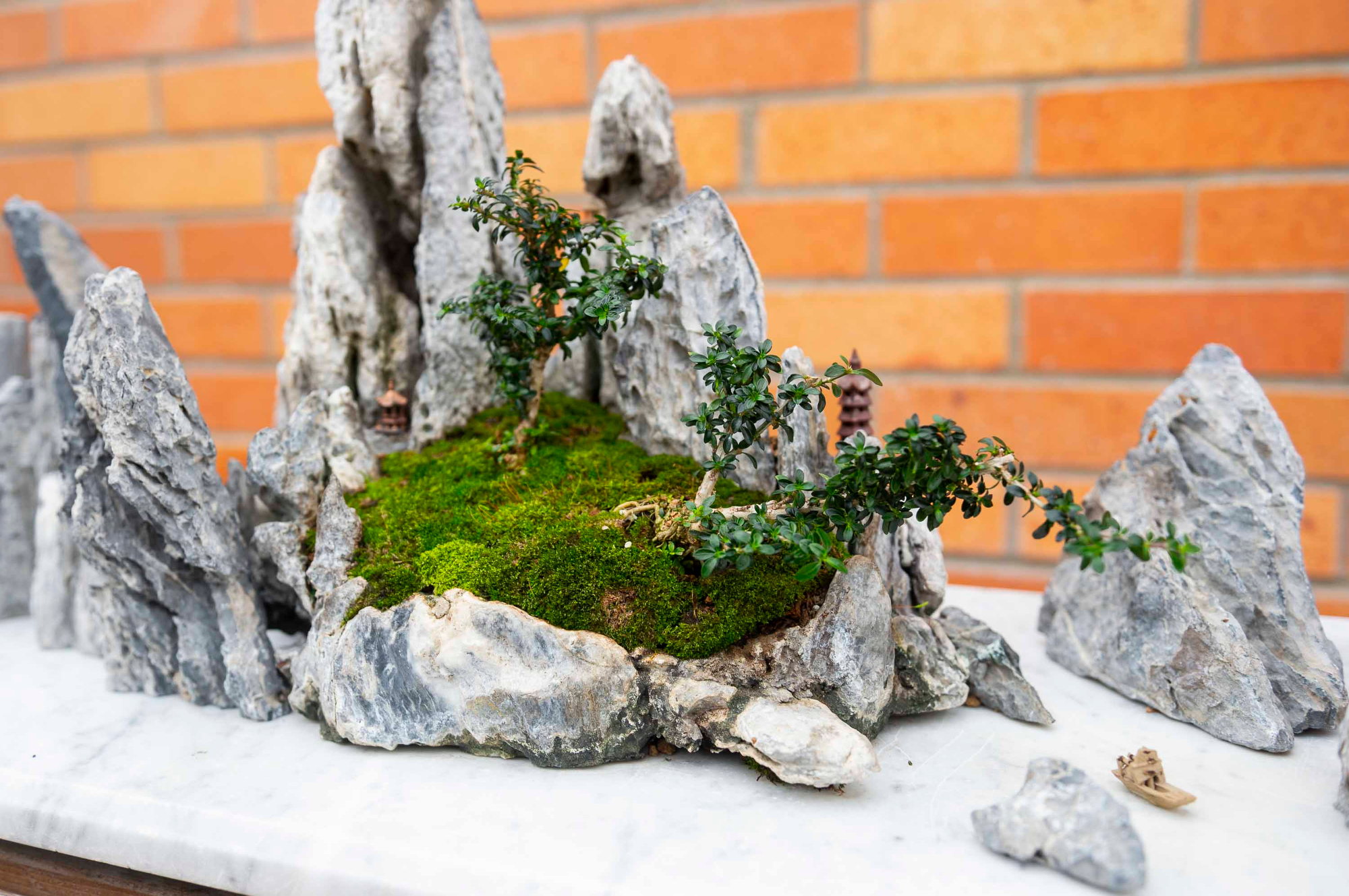 Matthei Botanical Gardens hosts fast-growing collection of bonsai ...