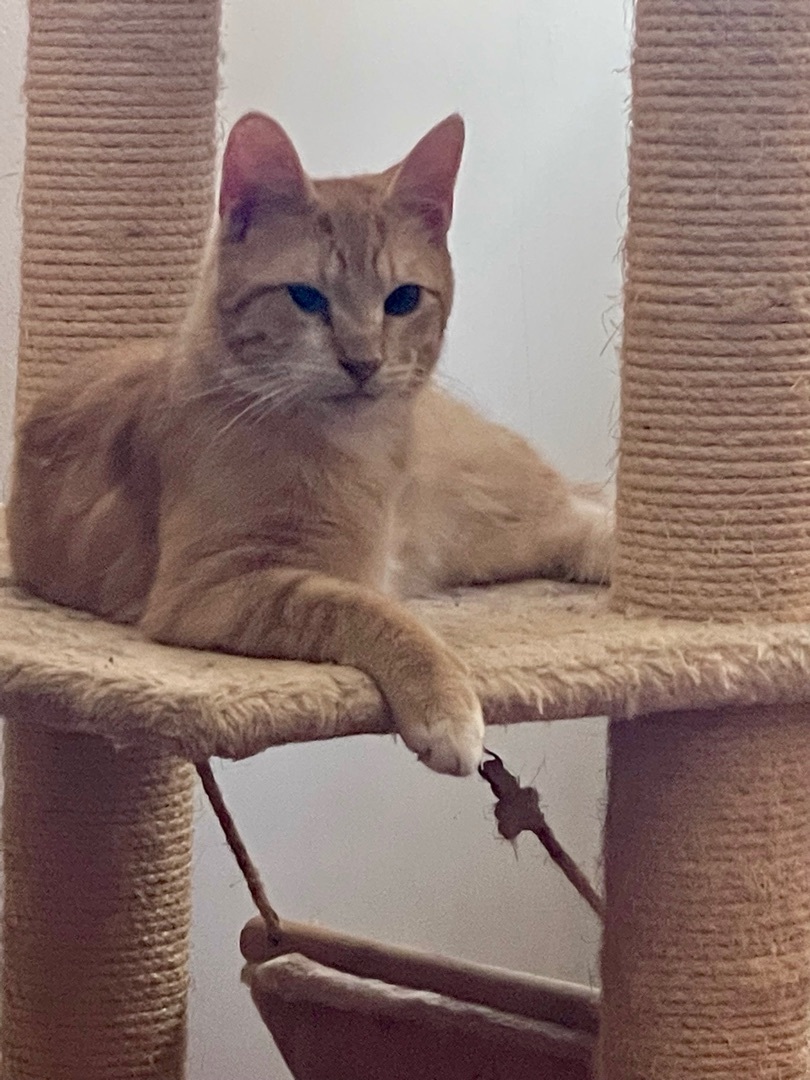 August, we’re feeling you. Let’s share the love with an adoptable pet ...