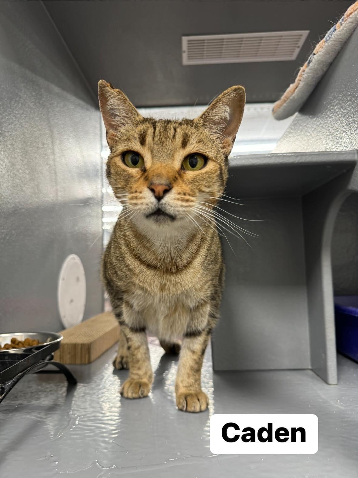 Memorial Day weekend is a great time to adopt a rescue pet: May 25-26 ...