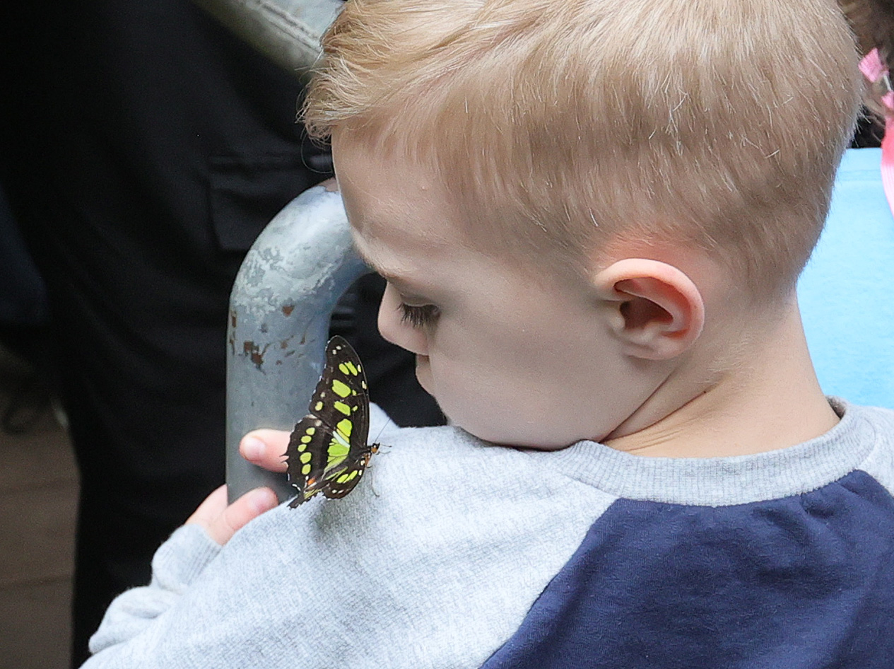 Butterfly releases are back at the Cleveland Botanical Garden, April 1 ...