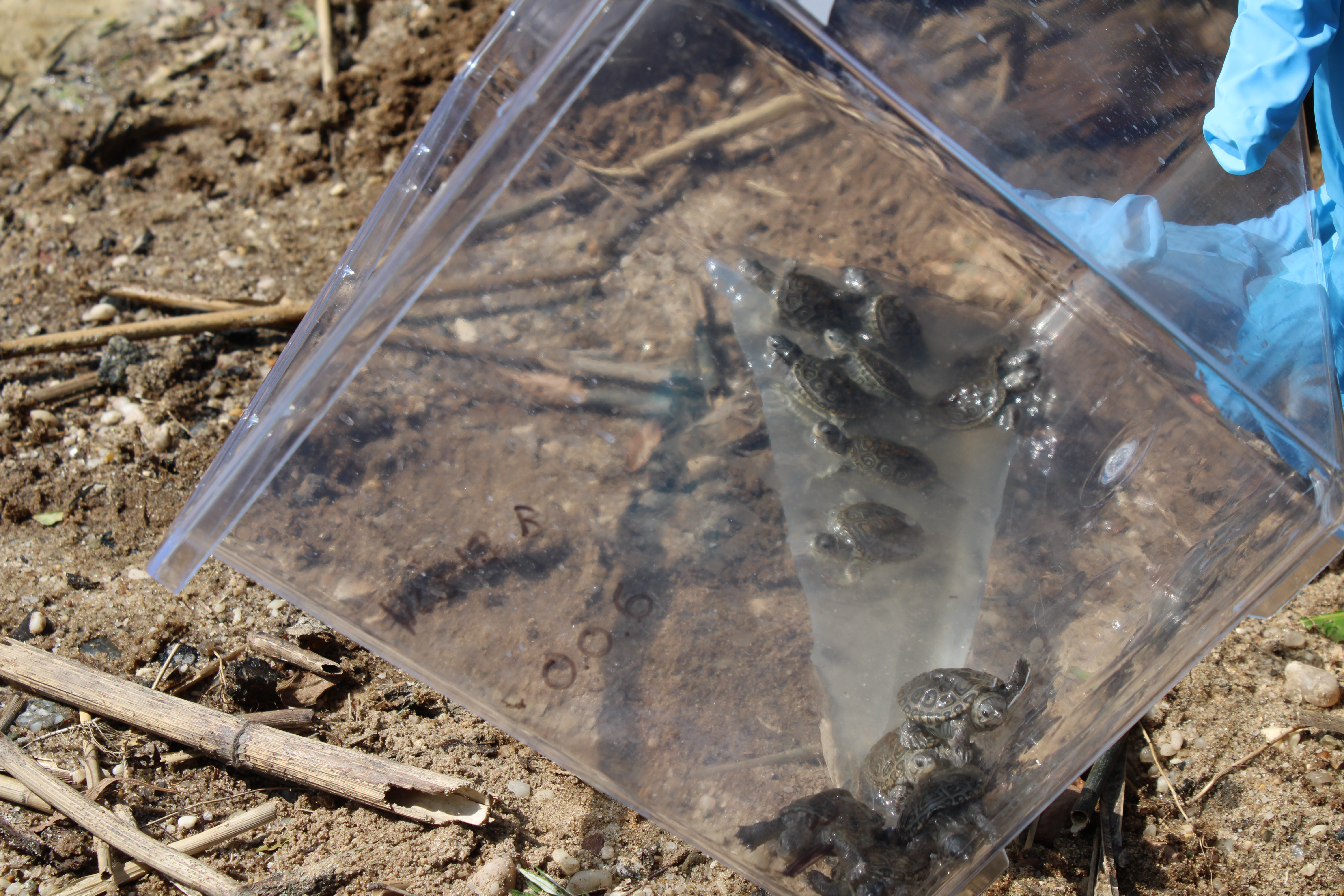 Staten Island conservation project releases 31 diamondback terrapins ...