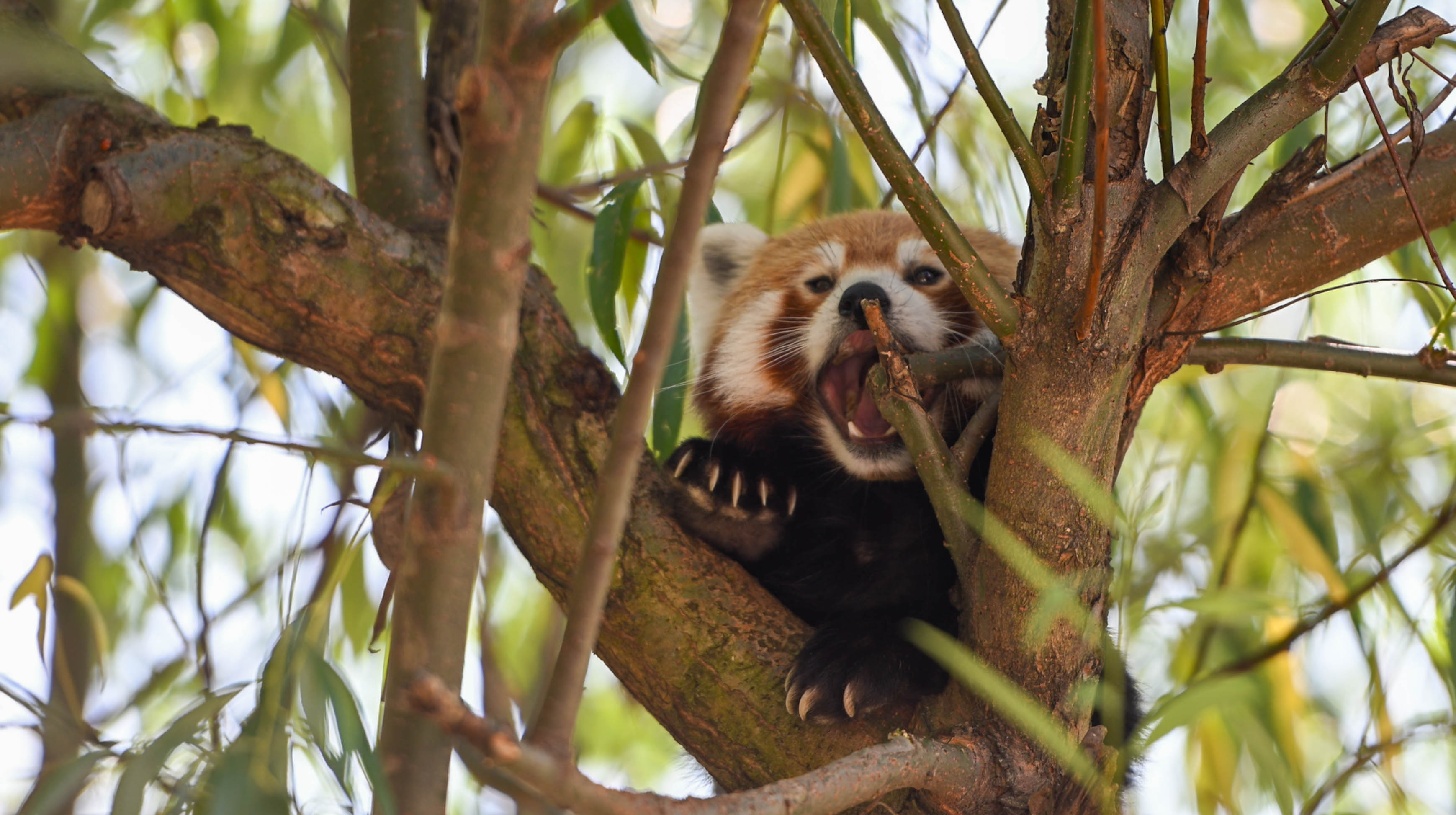 Franklin Park Zoo president retiring, leaves 1,000 animals, 1M visitors ...