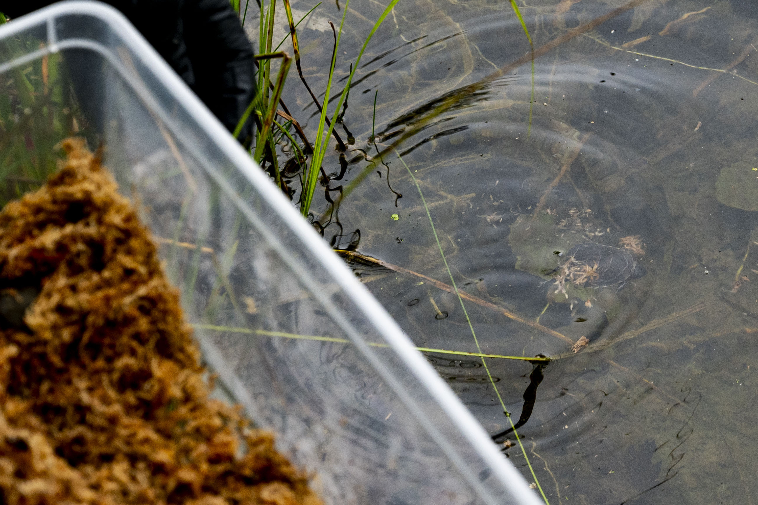 Turtles raised in captivity released into wetlands as part of ...