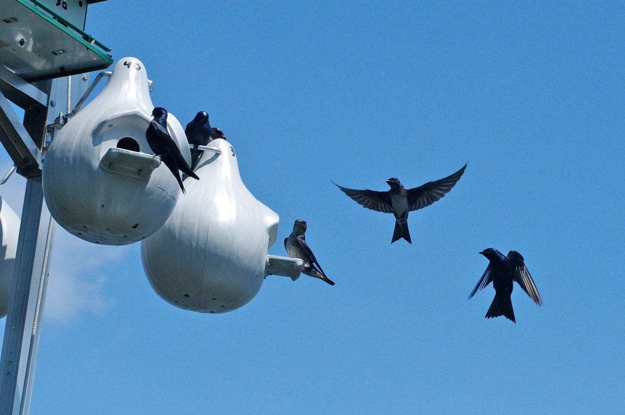 Purple martin colony in Escanaba - mlive.com