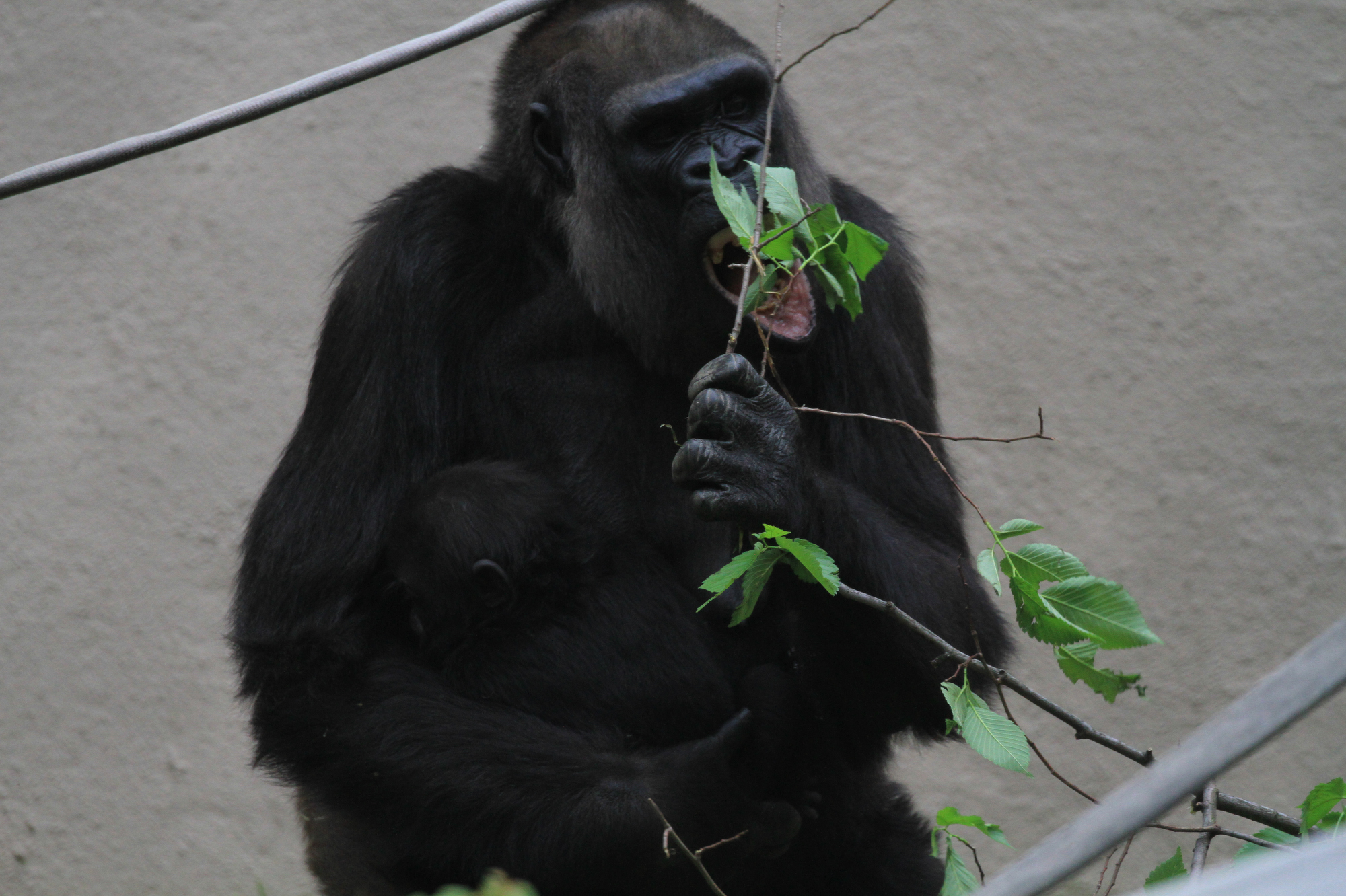 Feeding time at the Cleveland Zoo - cleveland.com