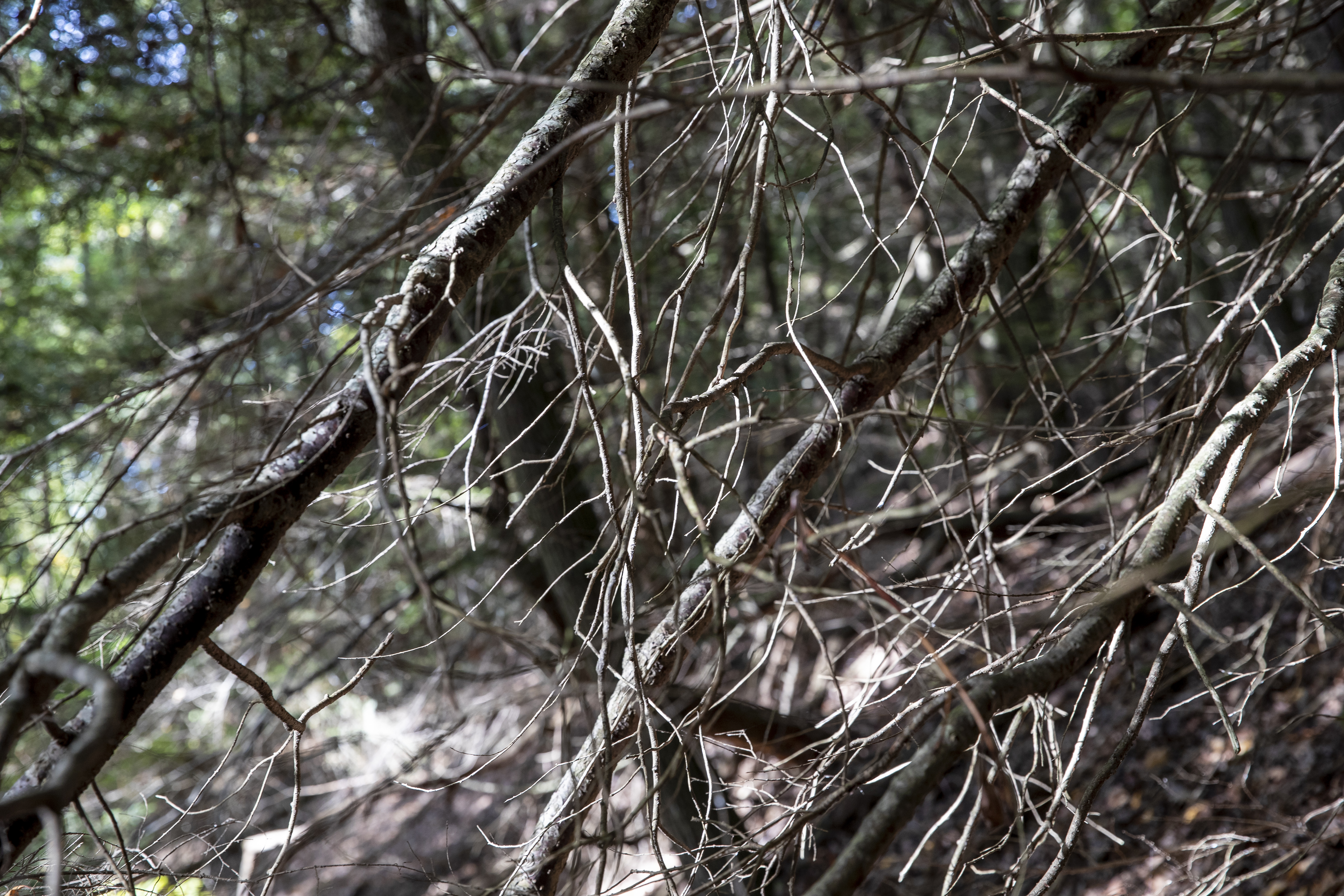Eastern hemlock tree infestation - mlive.com