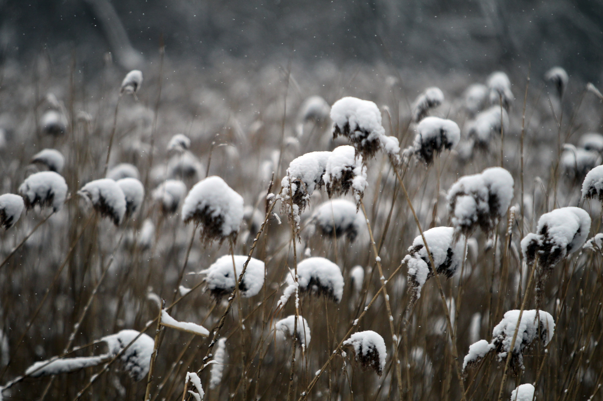 Scenic snowfall blankets Northeast Ohio, February 1, 2021 - cleveland.com