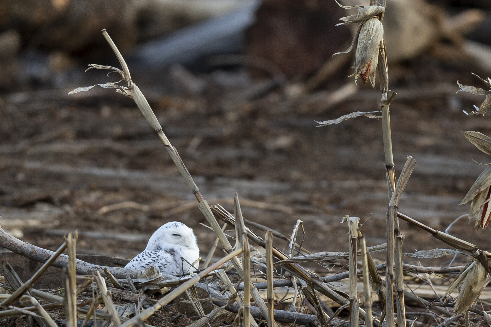 Snowy owl in Middlesex Twp. - pennlive.com