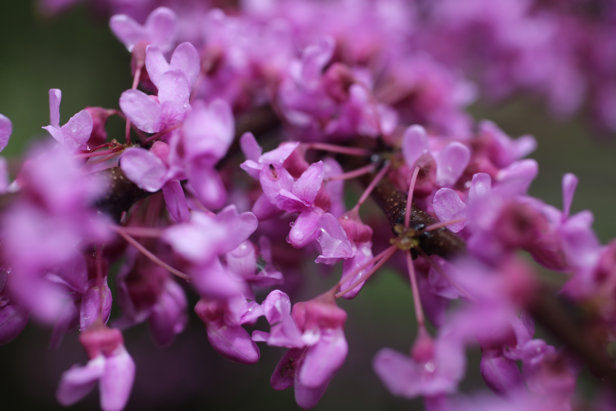Lake View Cemetery in full bloom - cleveland.com