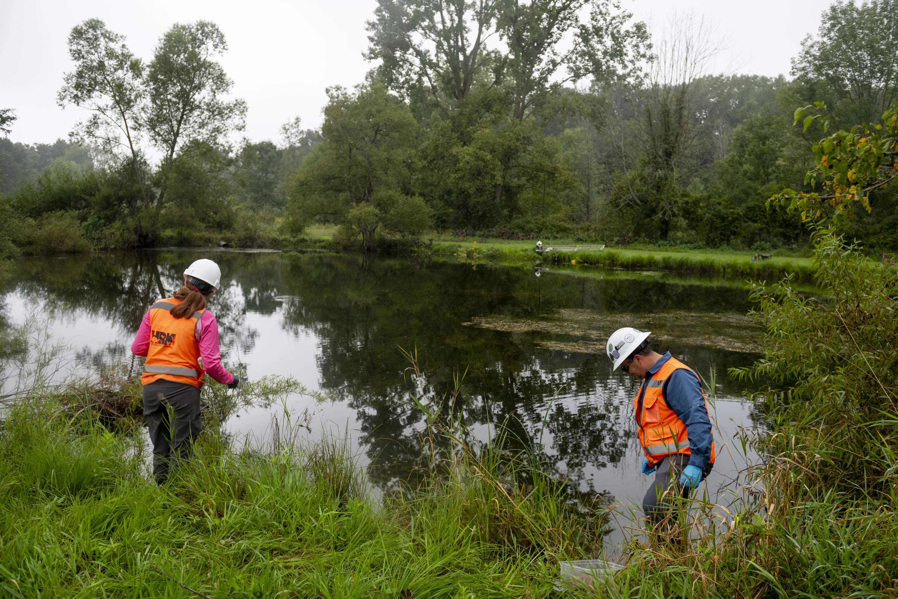 Turtles raised in captivity released into wetlands as part of ...