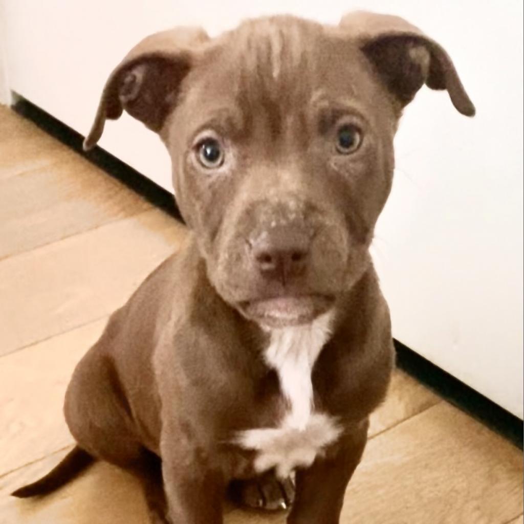 Lets keep it real, any day is a good day to adopt a pet. Apr 8-9 ...