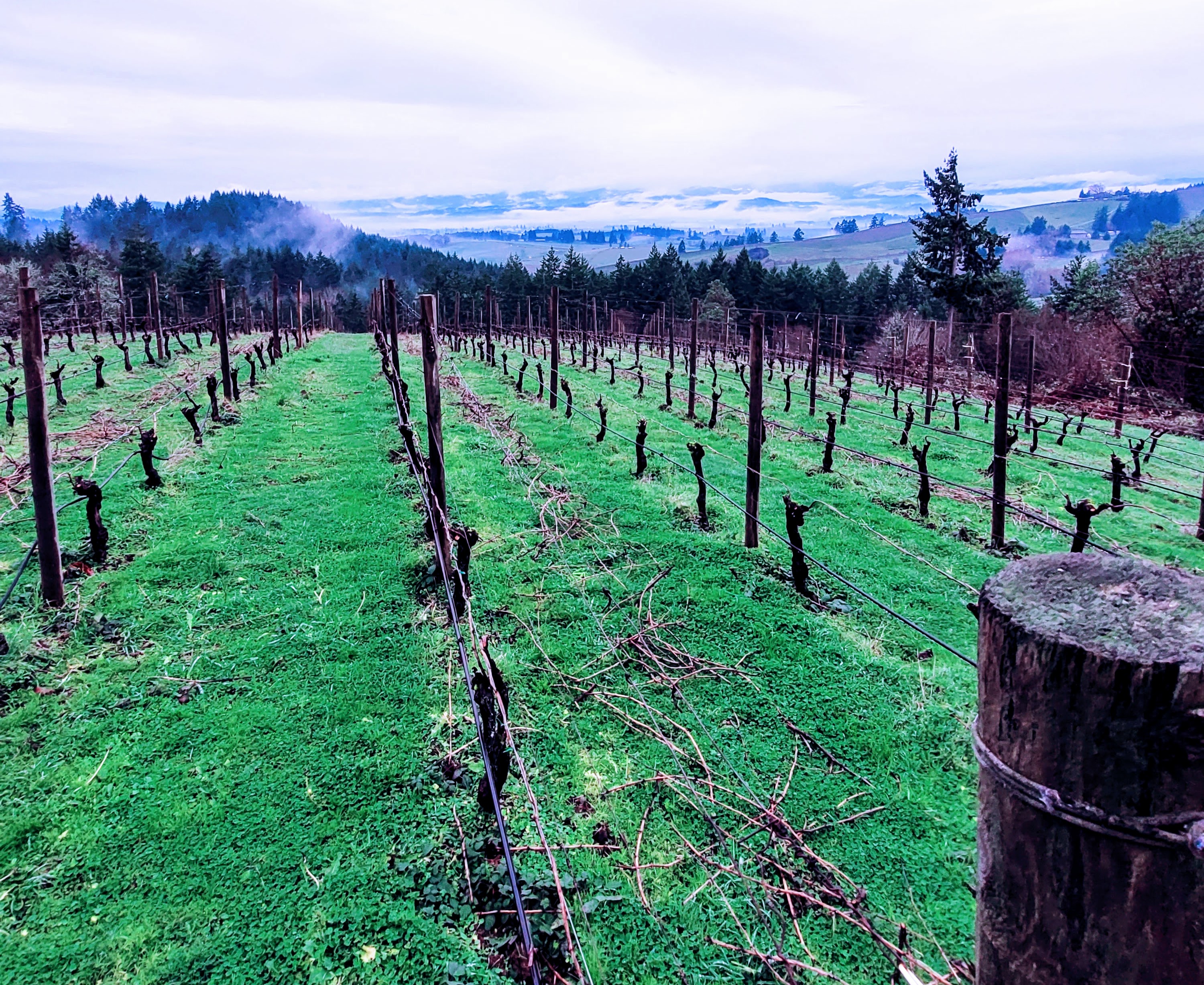 Winery spotlight: Roots Wine Co. - oregonlive.com