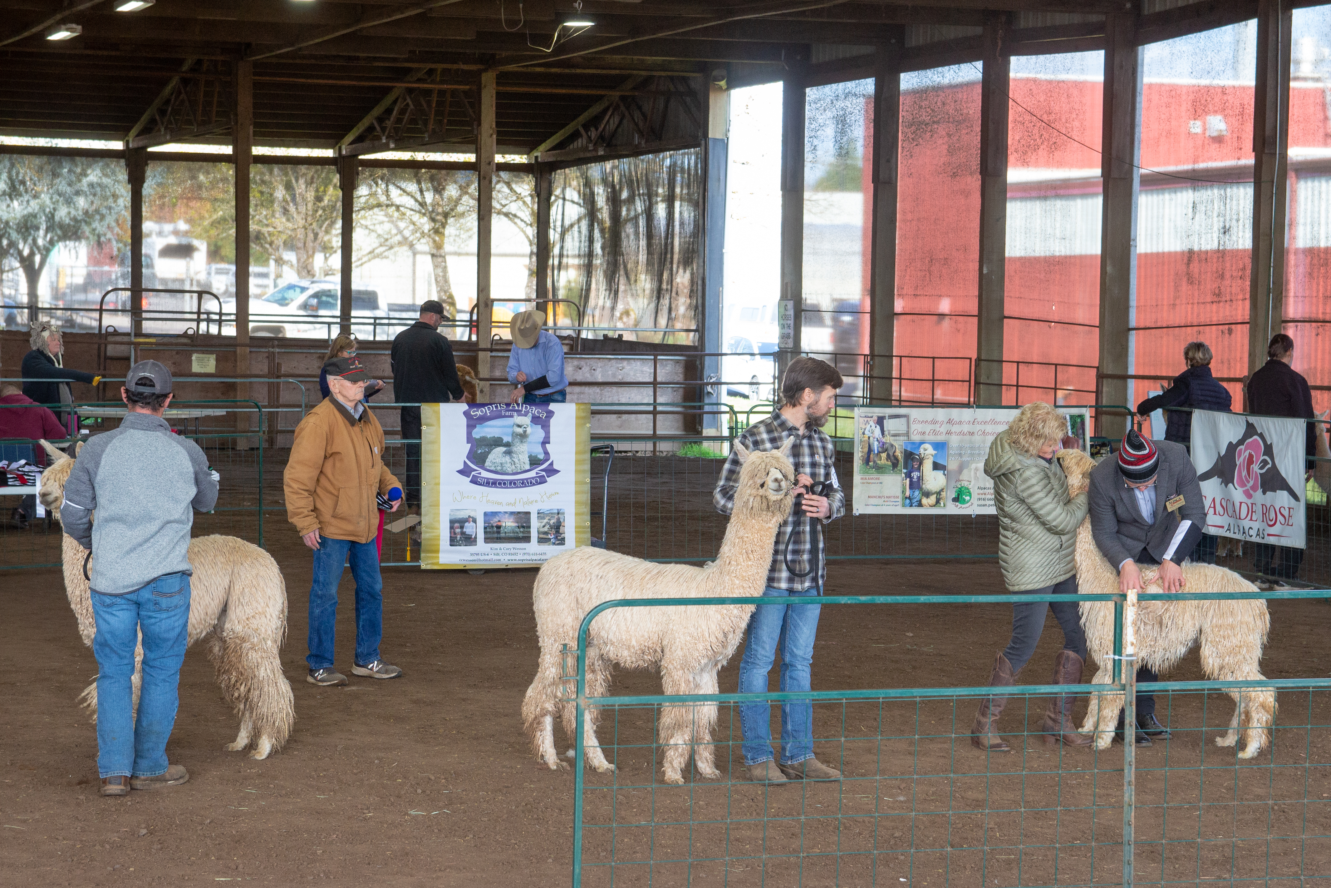 Award-winning alpacas compete in McMinnville - oregonlive.com