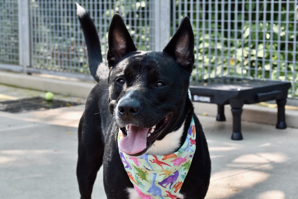 Are you planning a vacation? These adoptable pets make great travel ...