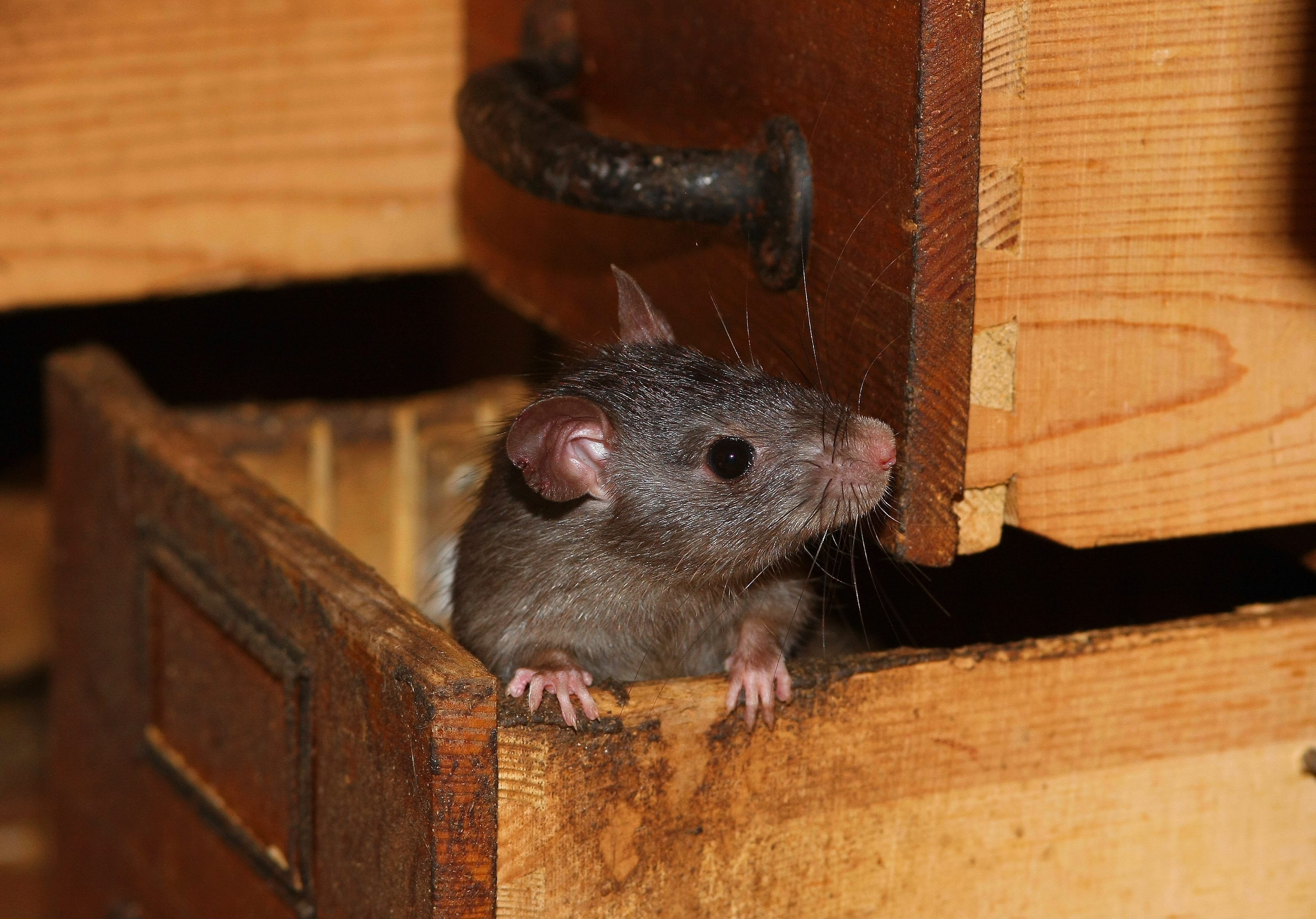 Invasive rats in the Portland metro - oregonlive.com