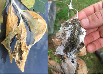 Maine sees worst outbreak of invasive, poisonous caterpillar, browntail ...