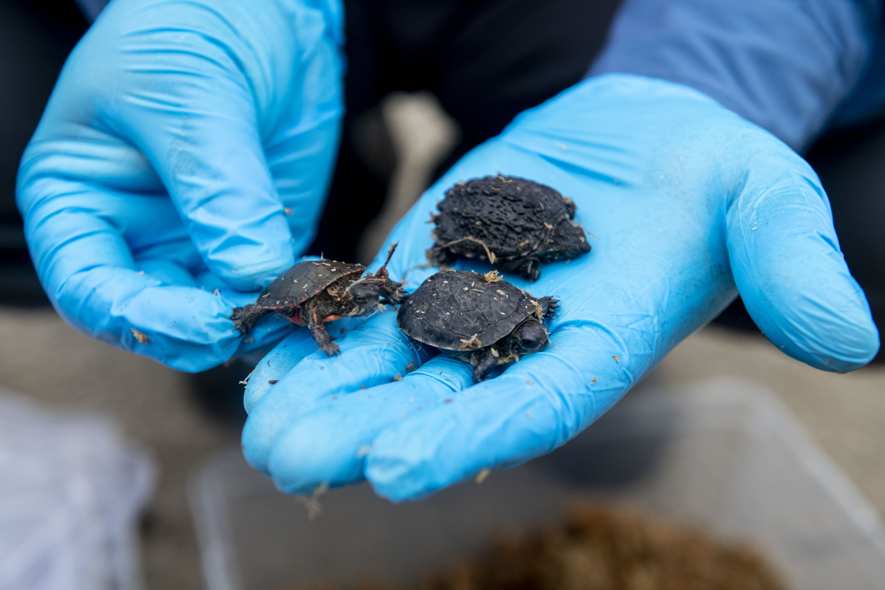 Turtles raised in captivity released into wetlands as part of ...