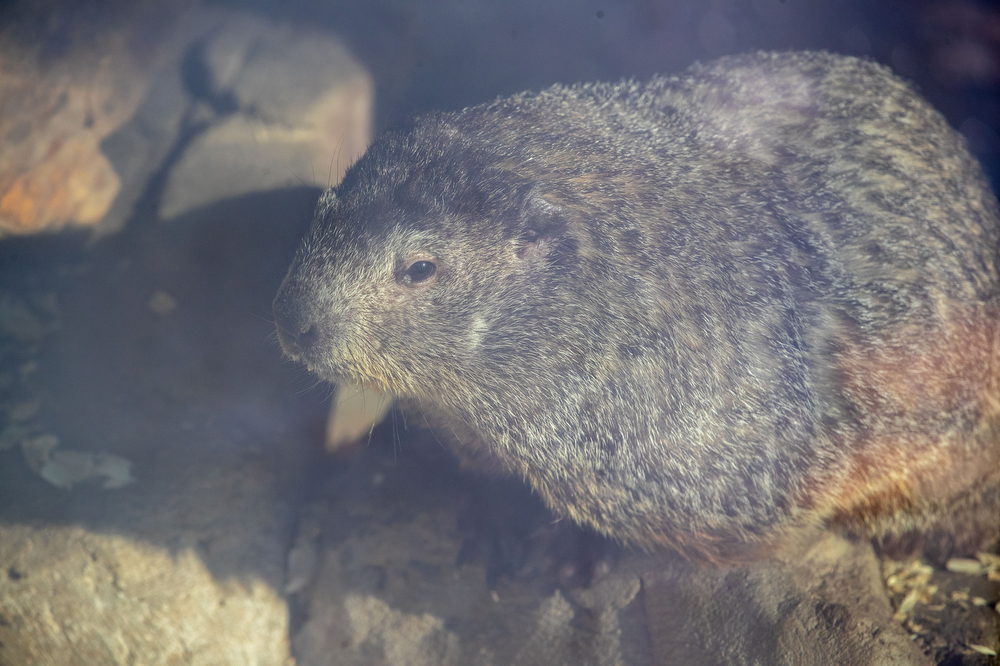 Punxsutawney celebrates during Groundhog Day (week) - pennlive.com