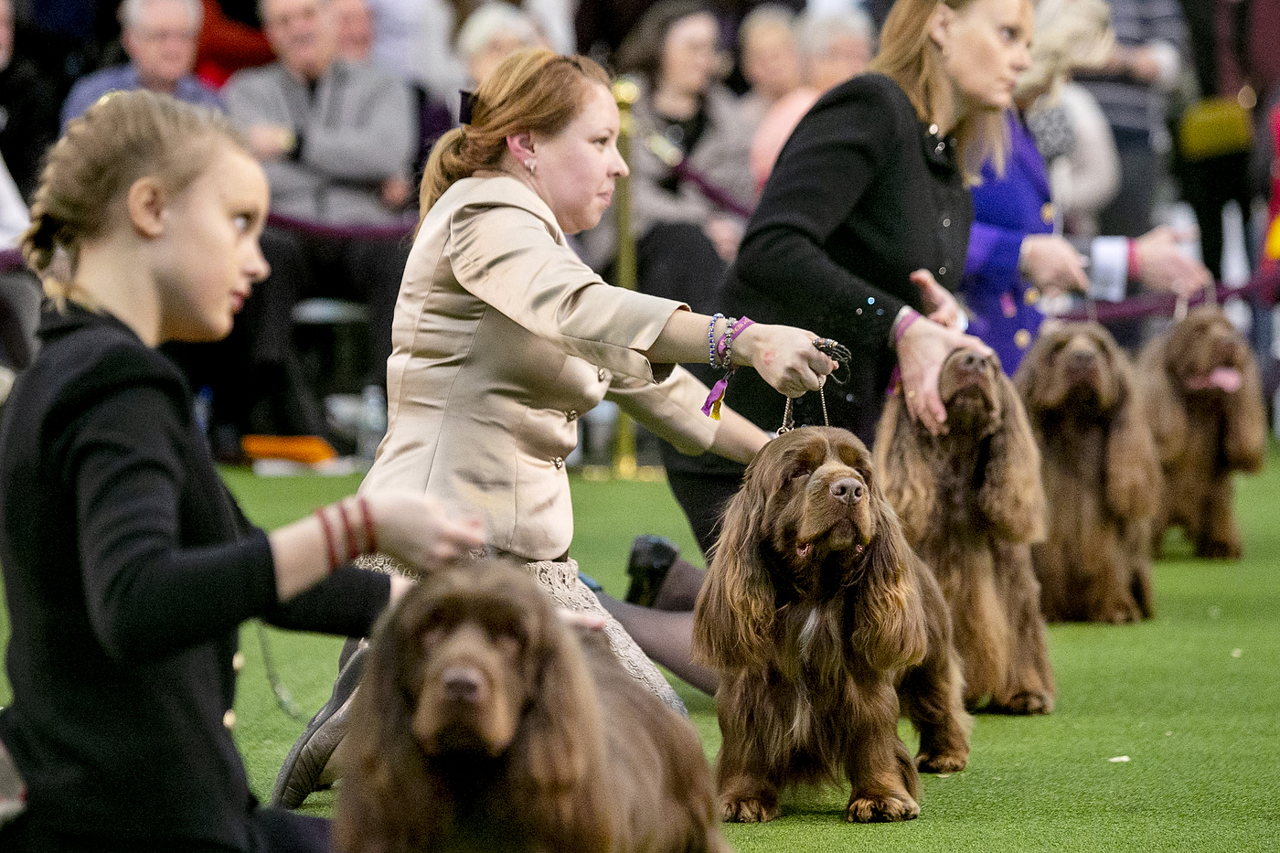 Scenes from the 2020 Westminster Dog Show - nj.com