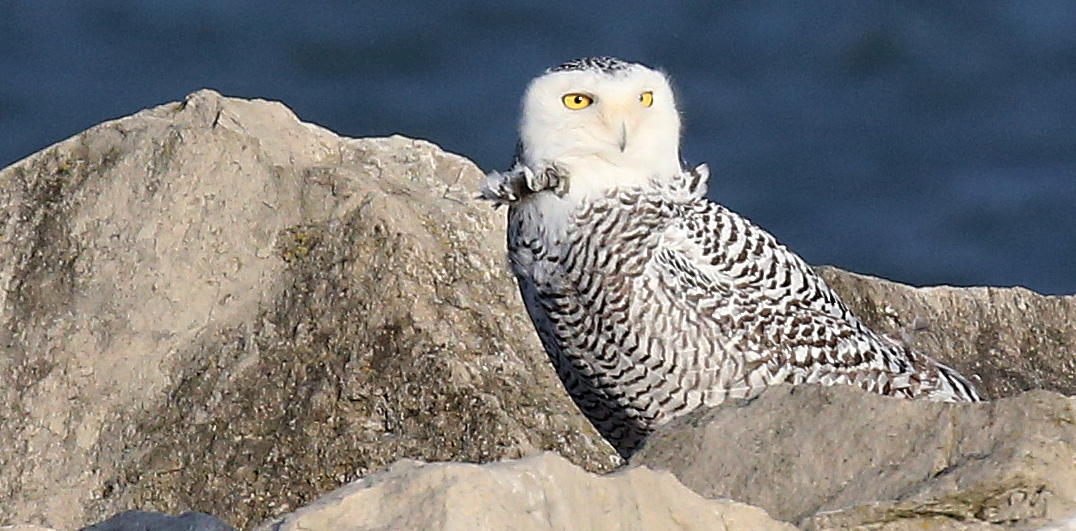 Snowy owls spotted in Lorain Harbor, January 5, 2022 - cleveland.com