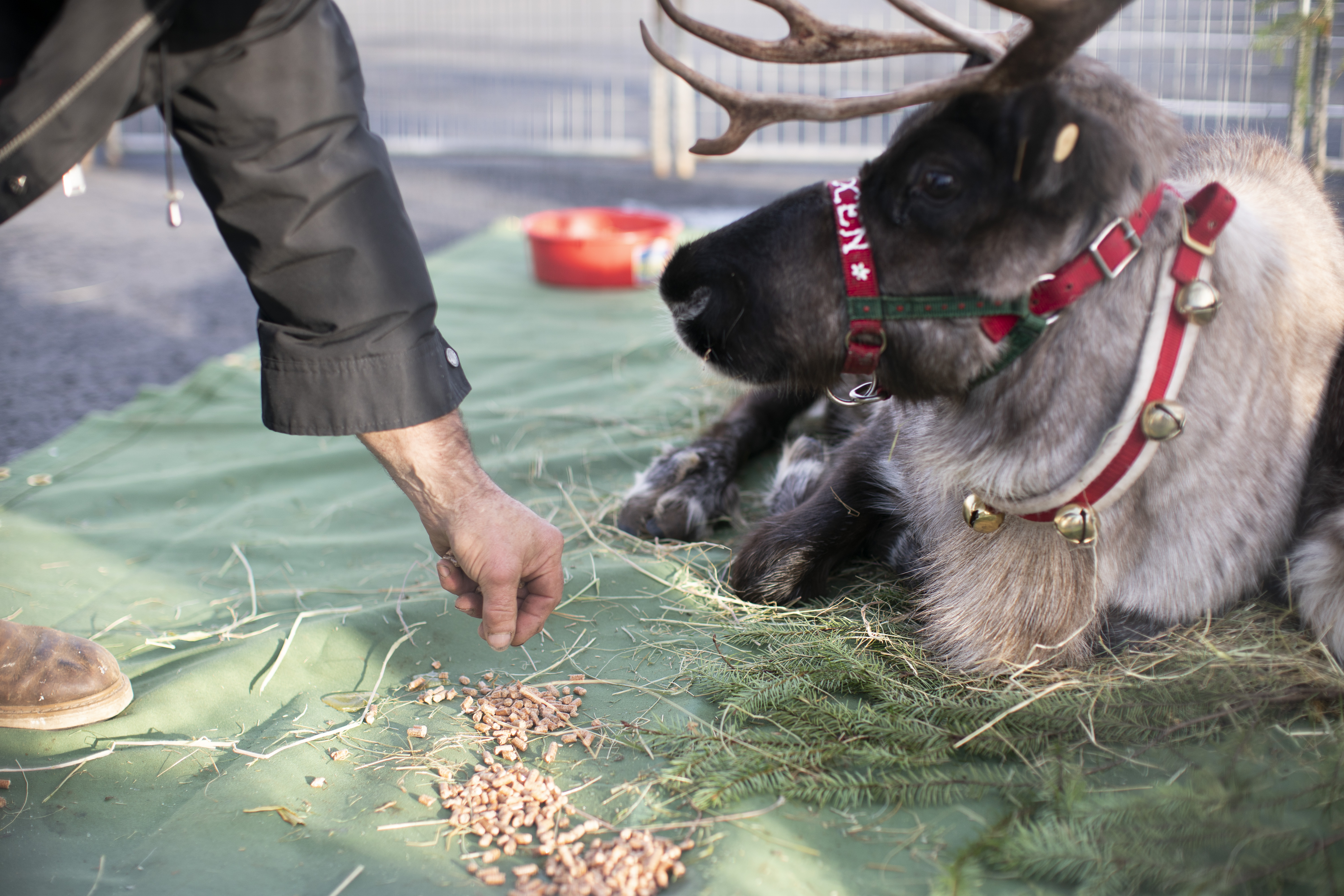 Reindeer and Santa at Gresham Station Shopping Center - oregonlive.com