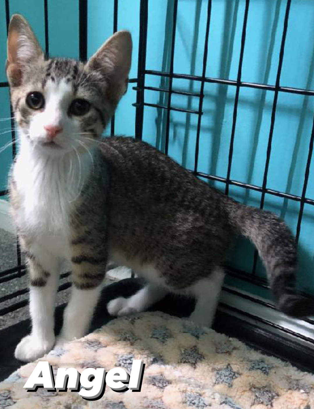 Kittens! - silive.com