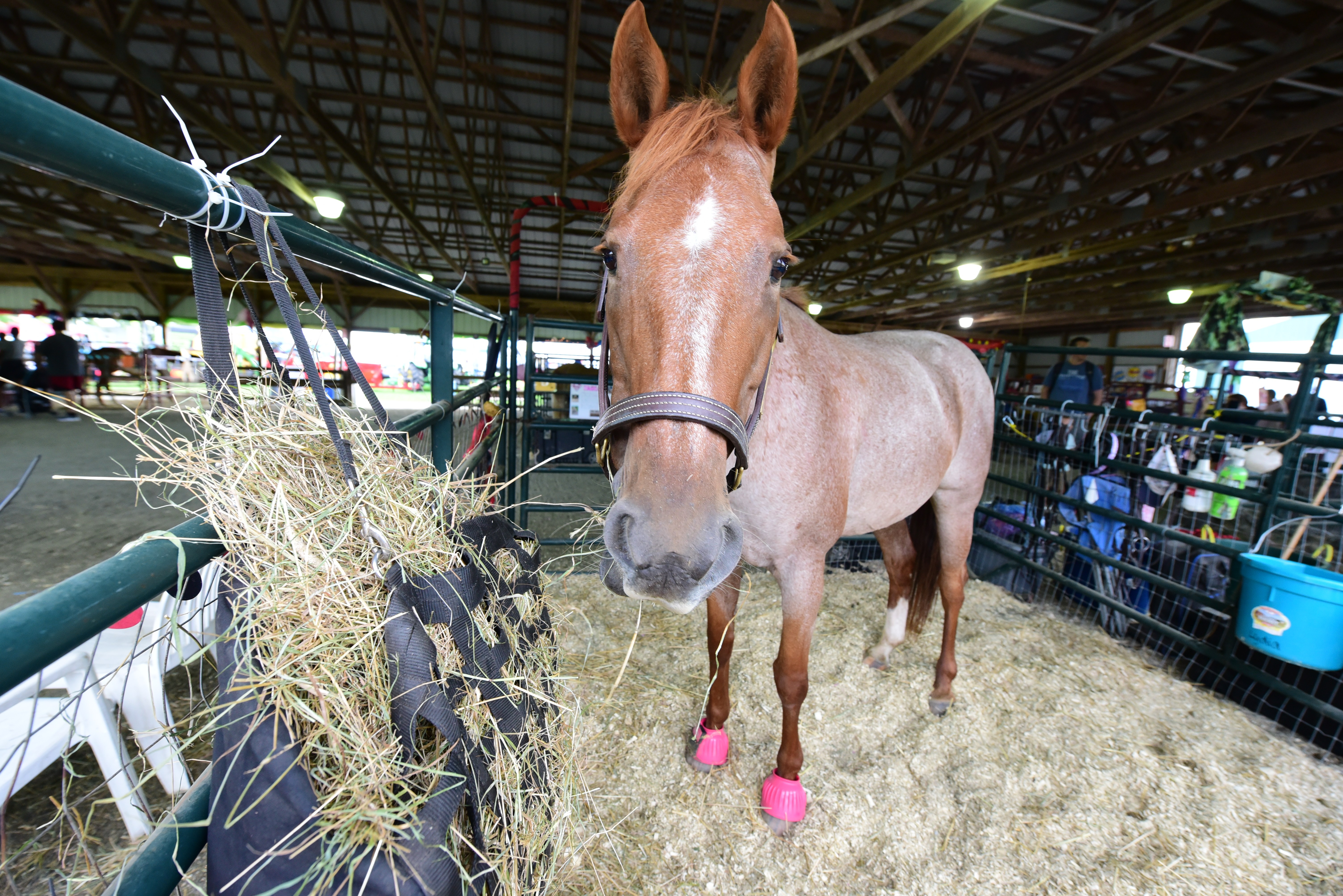 Hunterdon County 4-H & Agricultural Fair - nj.com