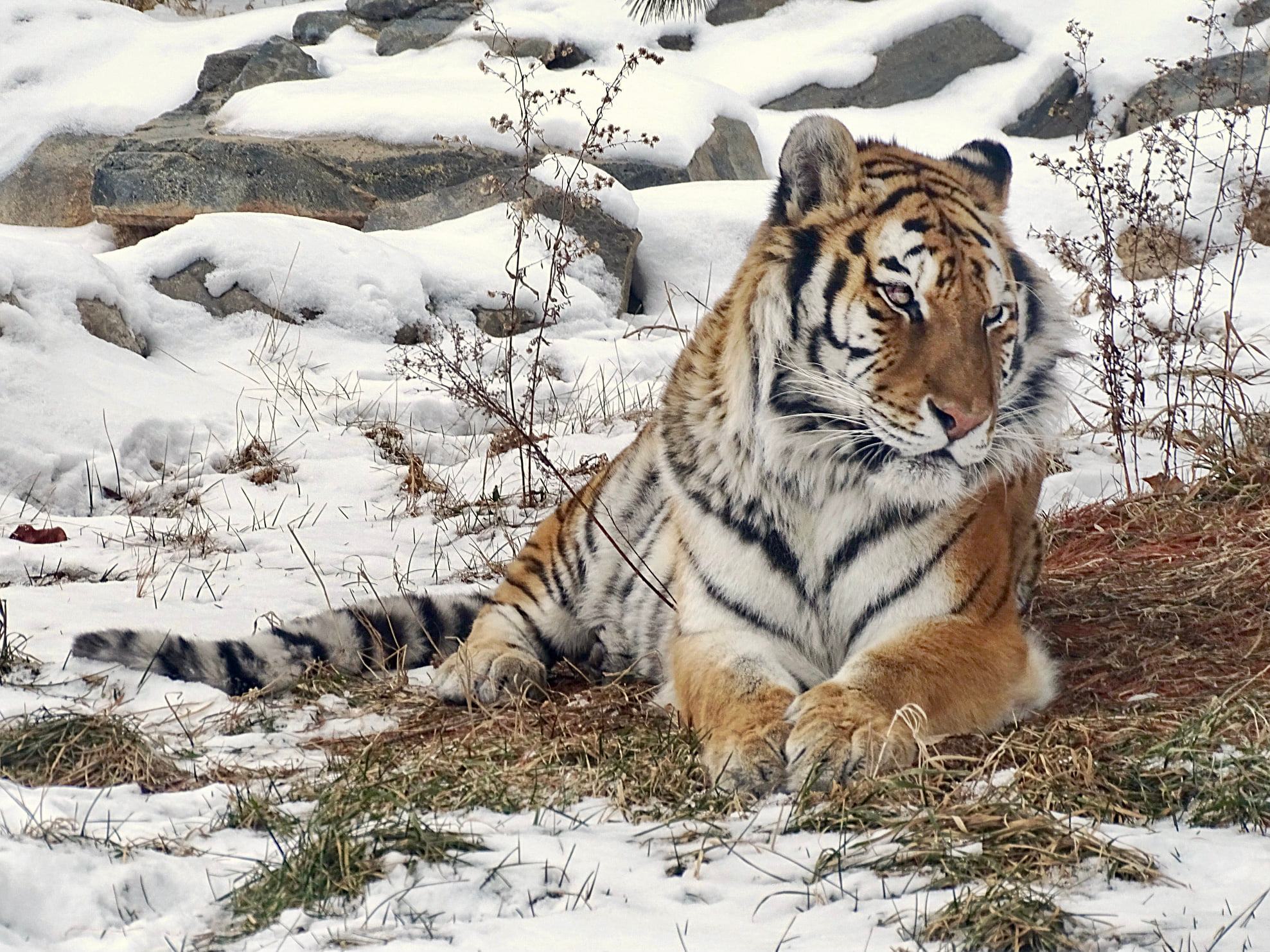 The Detroit Zoo's newest tiger, Ameliya - mlive.com