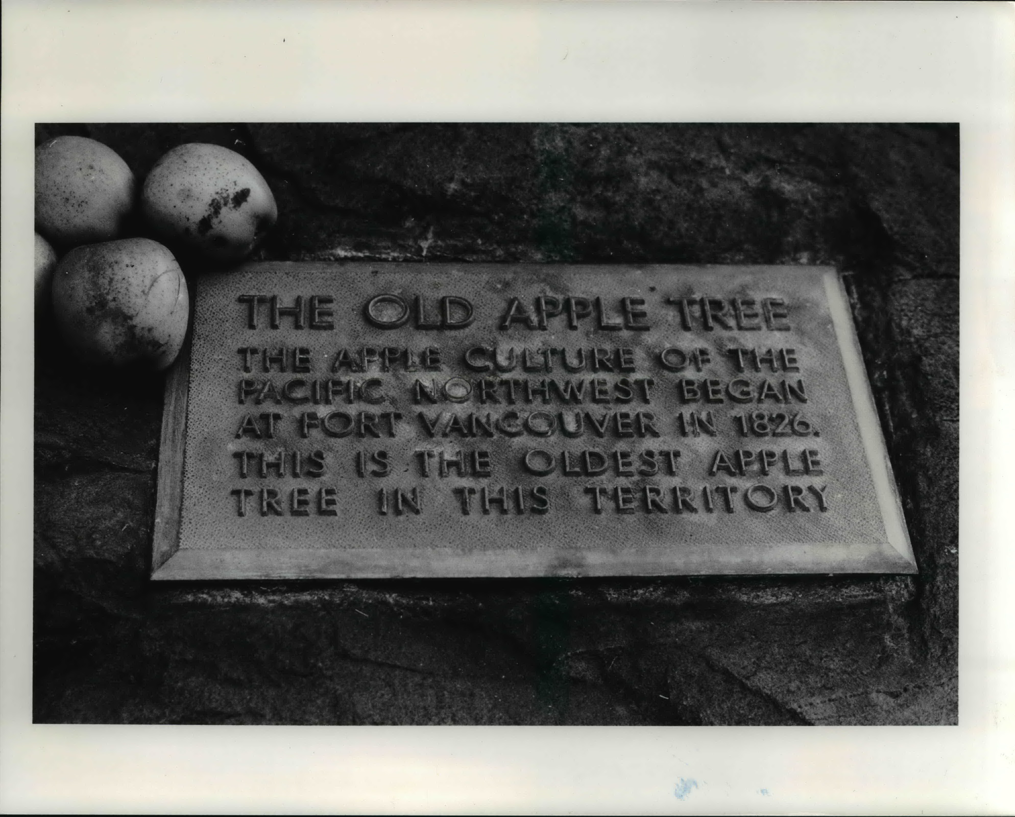 Vancouver's Old Apple Tree - oregonlive.com