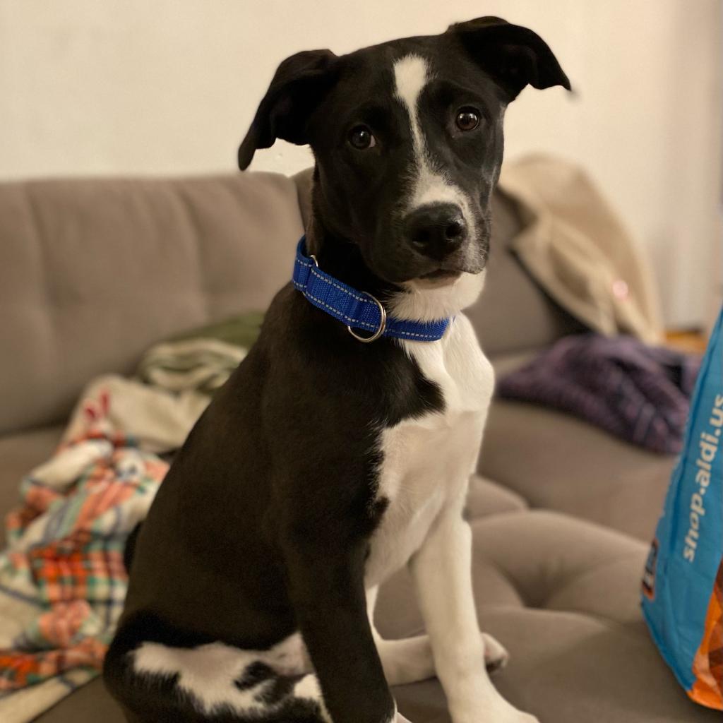 These are the days to watch the flowers bloom with an adoptable pet by ...