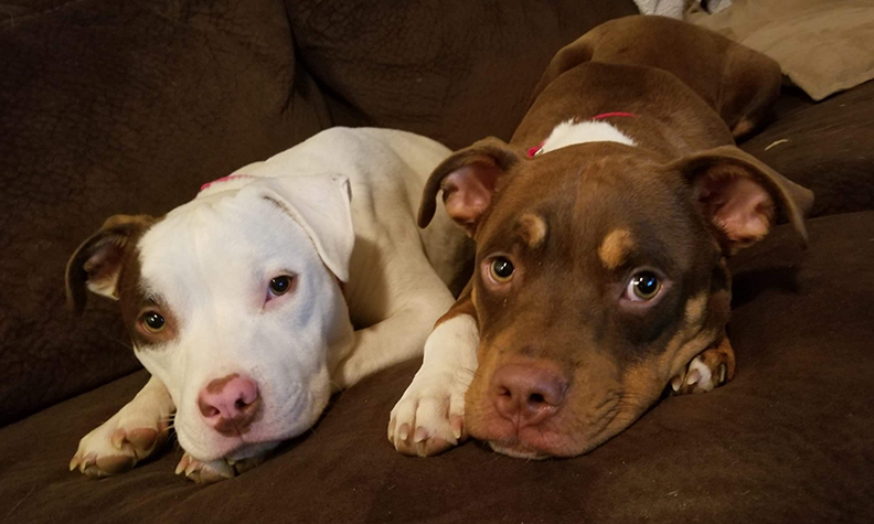 N.J. pets in need: June 28, 2021 - nj.com