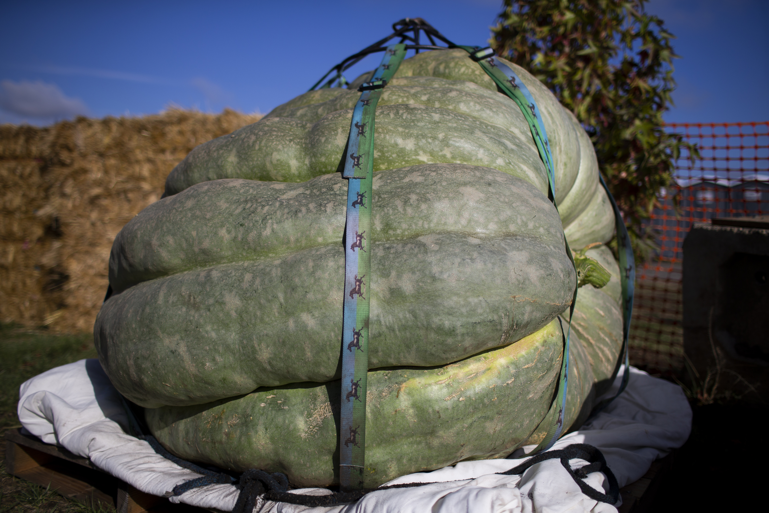 Great Pumpkin Weigh-Off at Bauman Harvest Festival - oregonlive.com