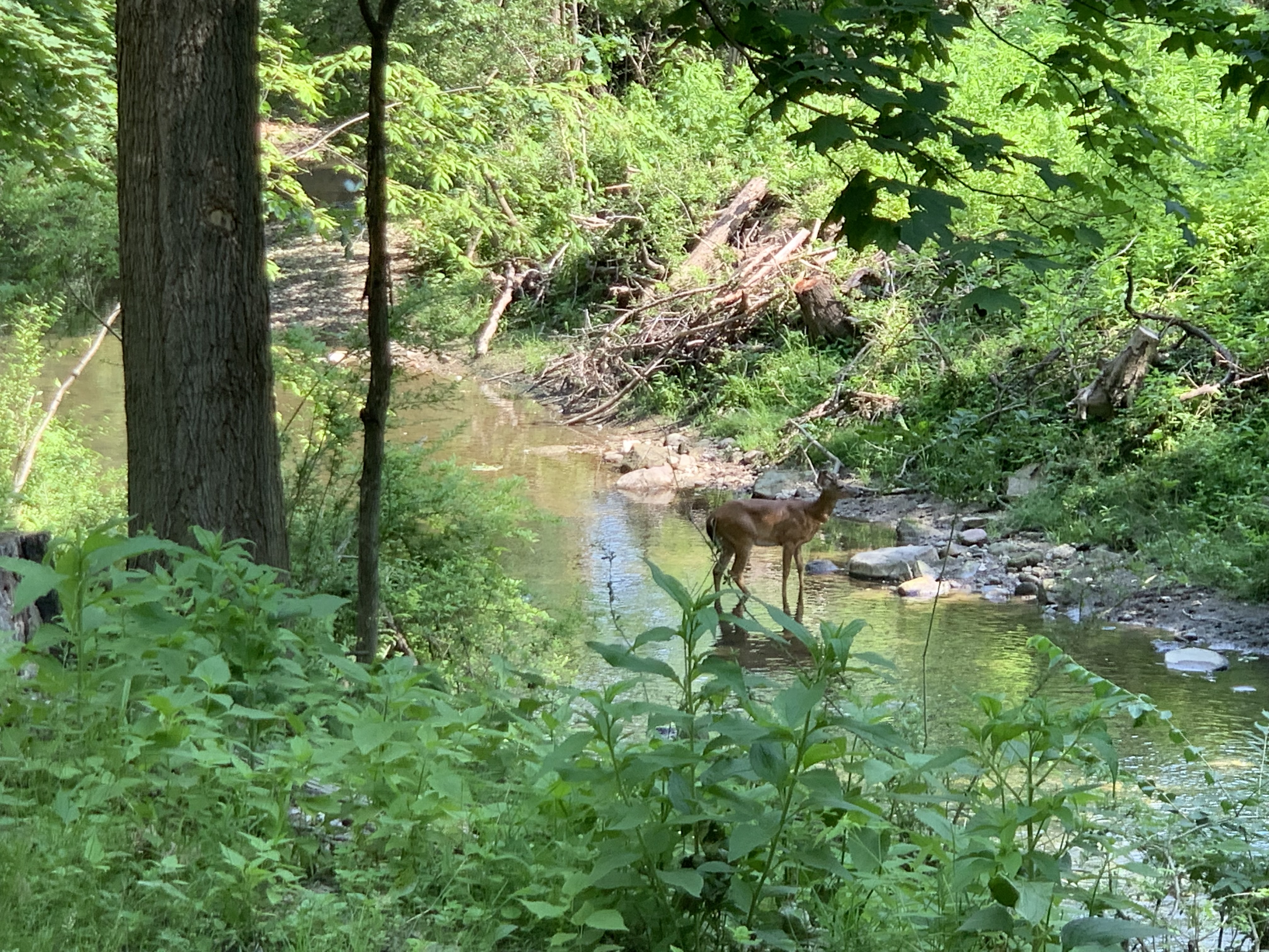Cleveland Metroparks restoring scenic Garfield Park Pond, a popular ...