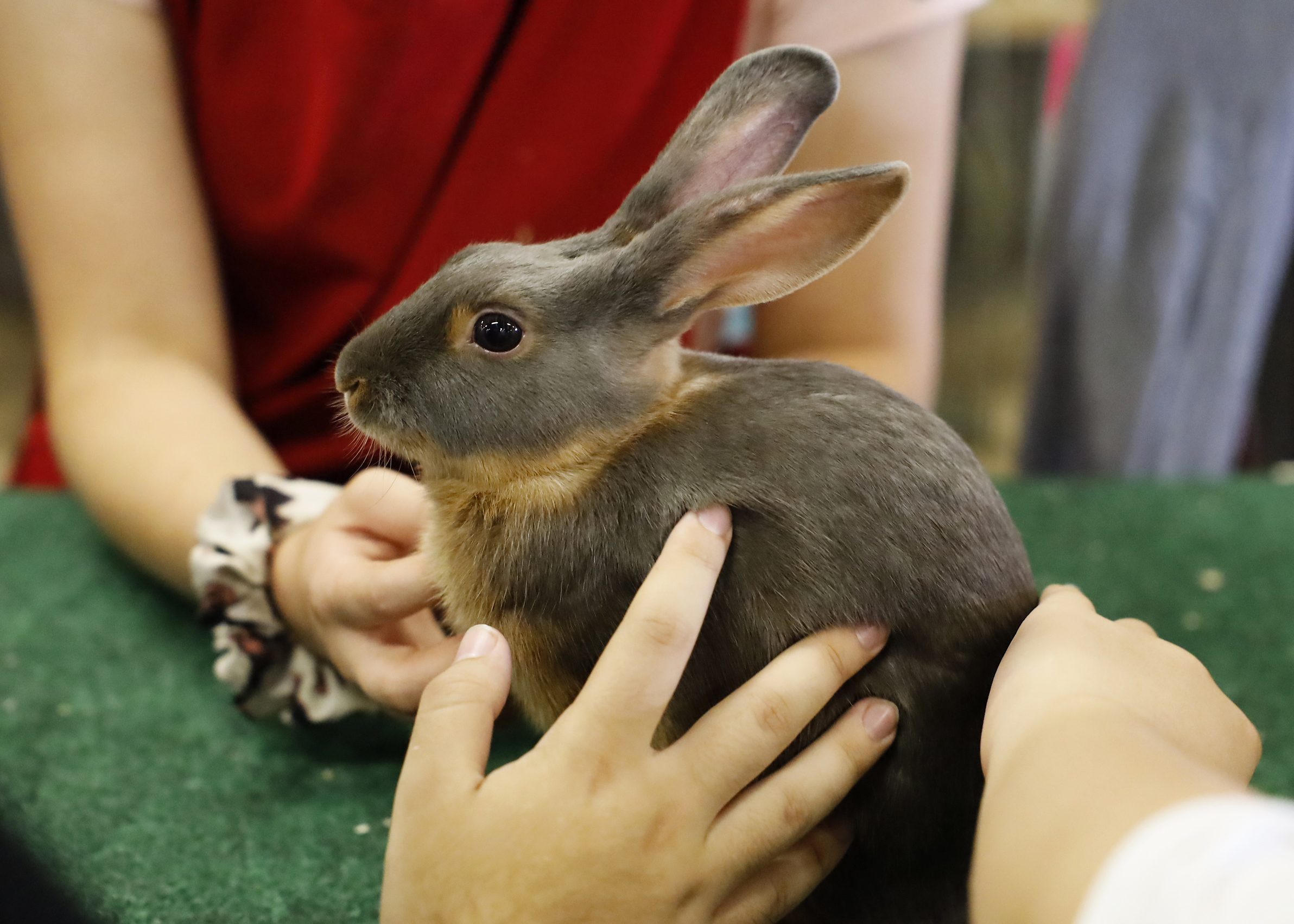 Scenes from the 2022 NYS Fair - syracuse.com