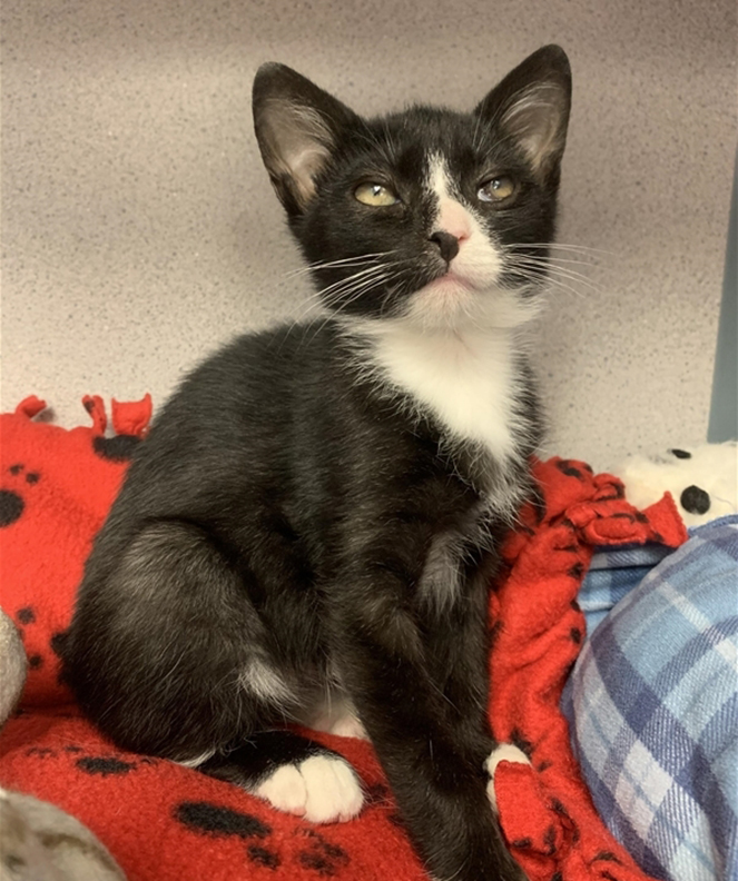 N.J. pets in need: Nov. 30, 2020 - nj.com