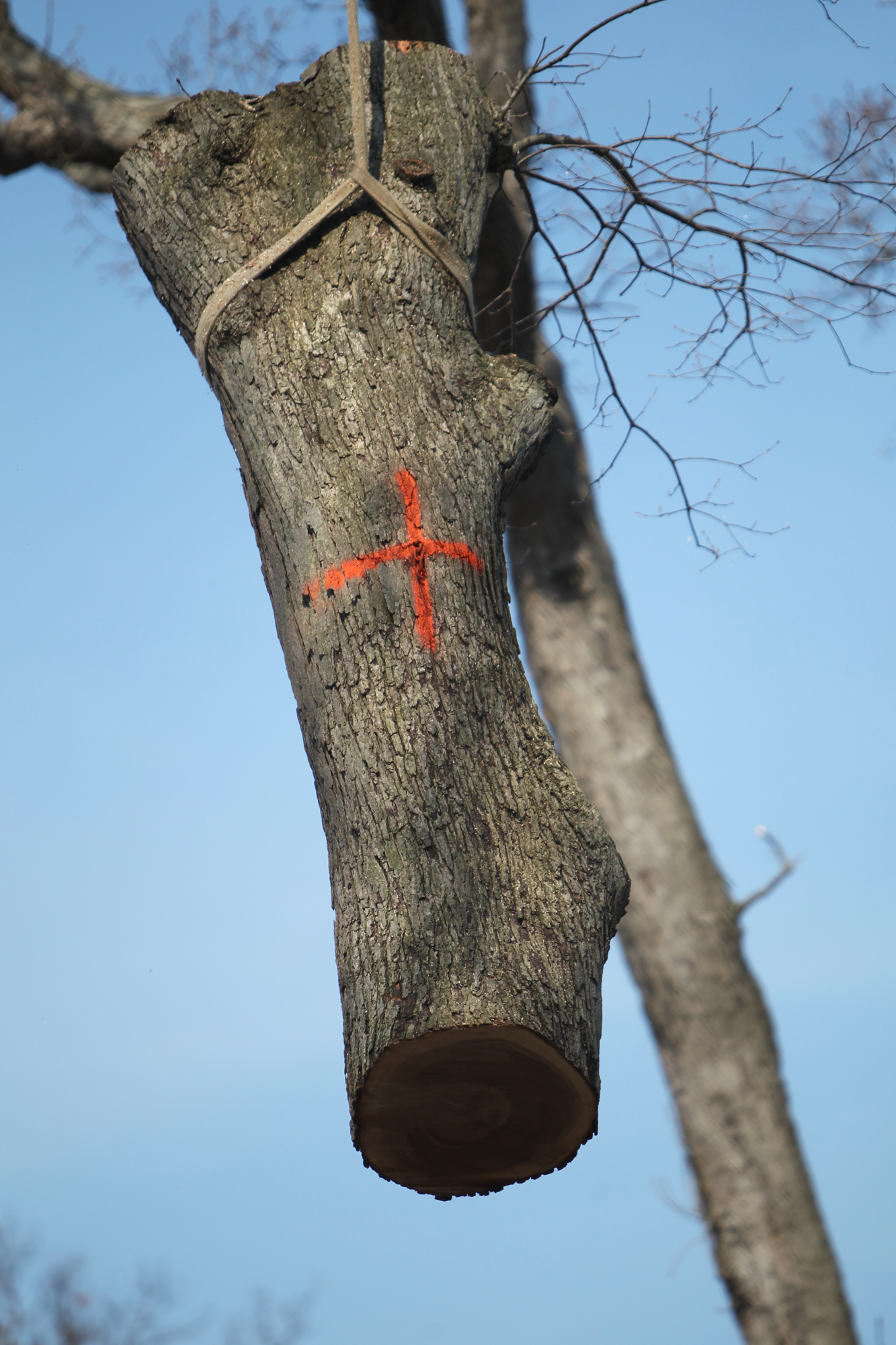 350-year-old oak tree cut down in Bay Village - cleveland.com