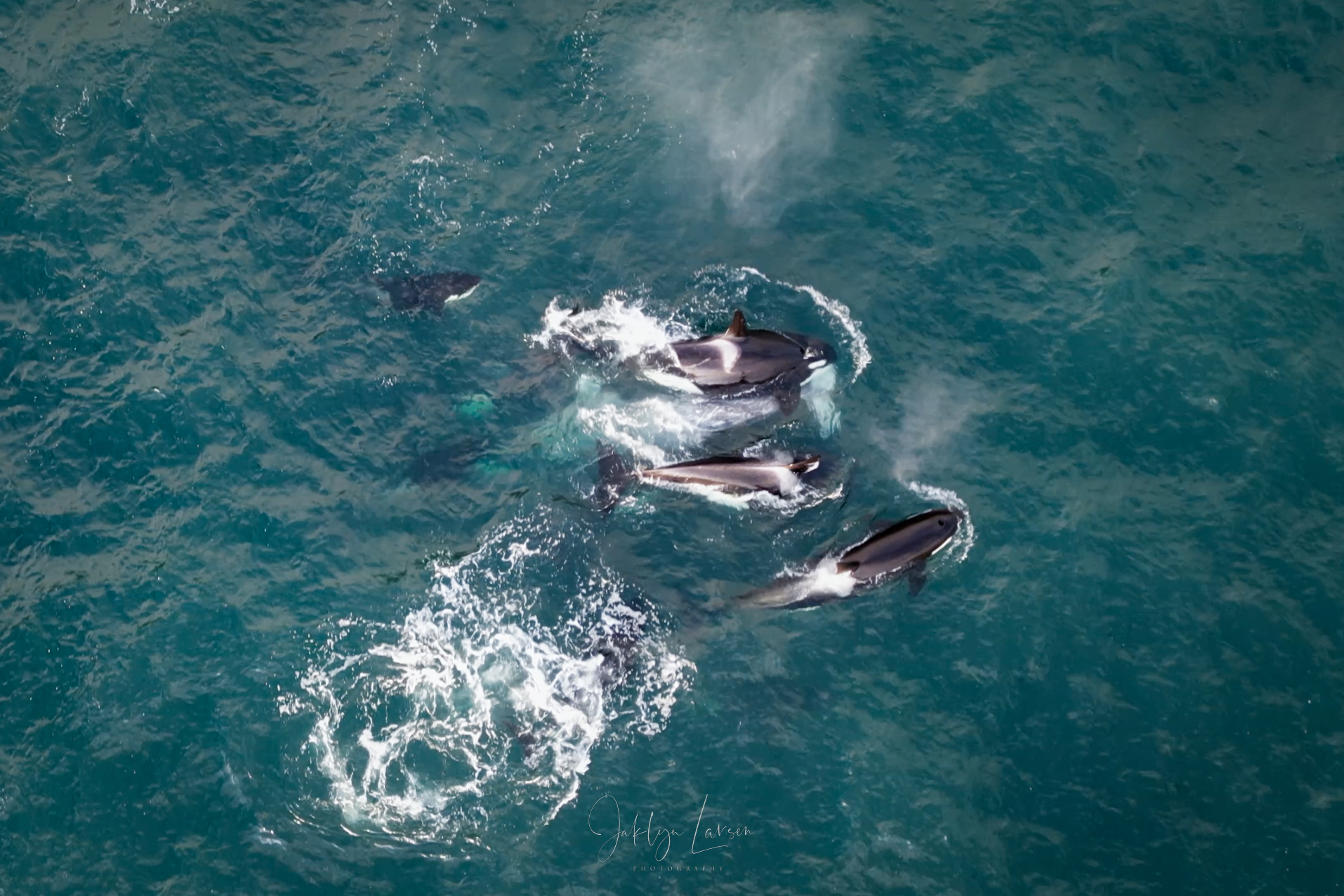 Pack of orcas hunt gray whales off Oregon's central coast - oregonlive.com