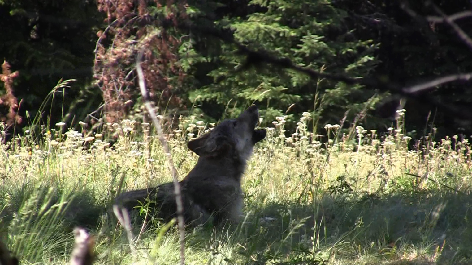 Wolves in Oregon - oregonlive.com