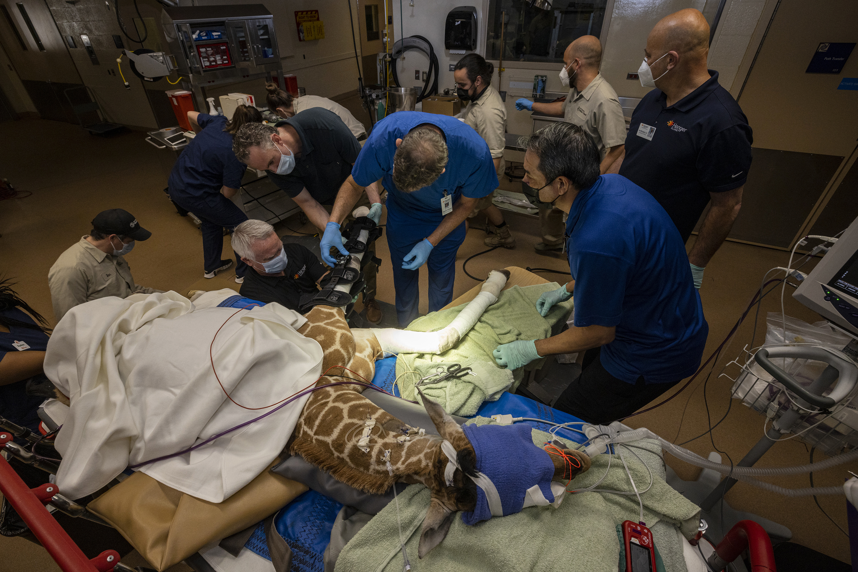 Giraffe named Msituni fitted with a brace - oregonlive.com