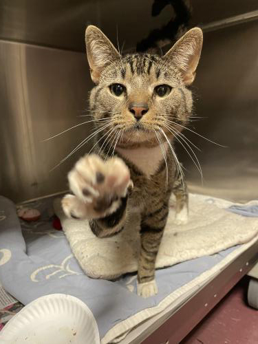 N.J. pets in need: Dec. 6, 2021 - nj.com