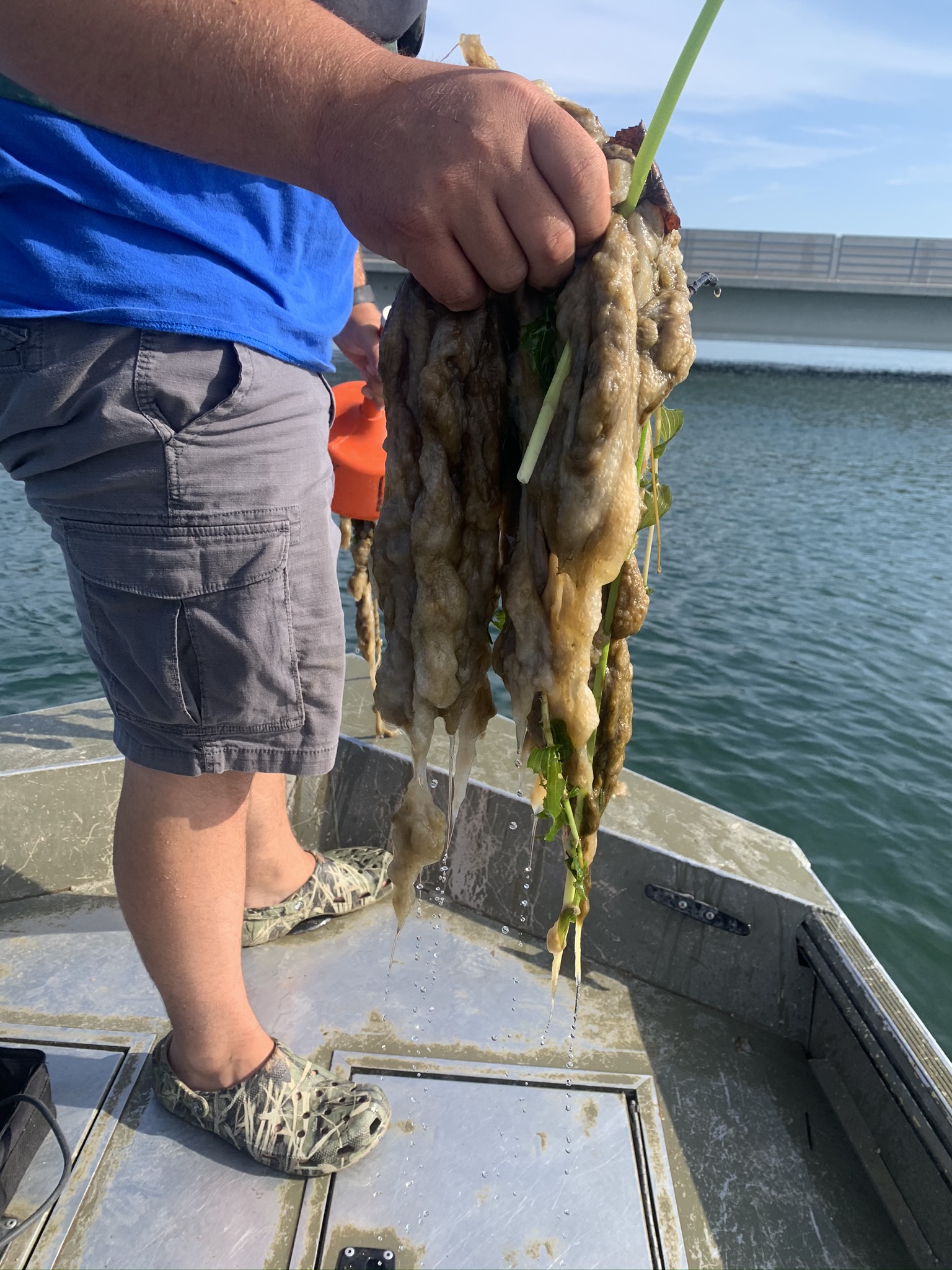 'Rock snot' algae research underway - mlive.com