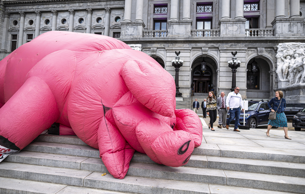 Pink pig returns to Pa. Capitol to protest election review - pennlive.com